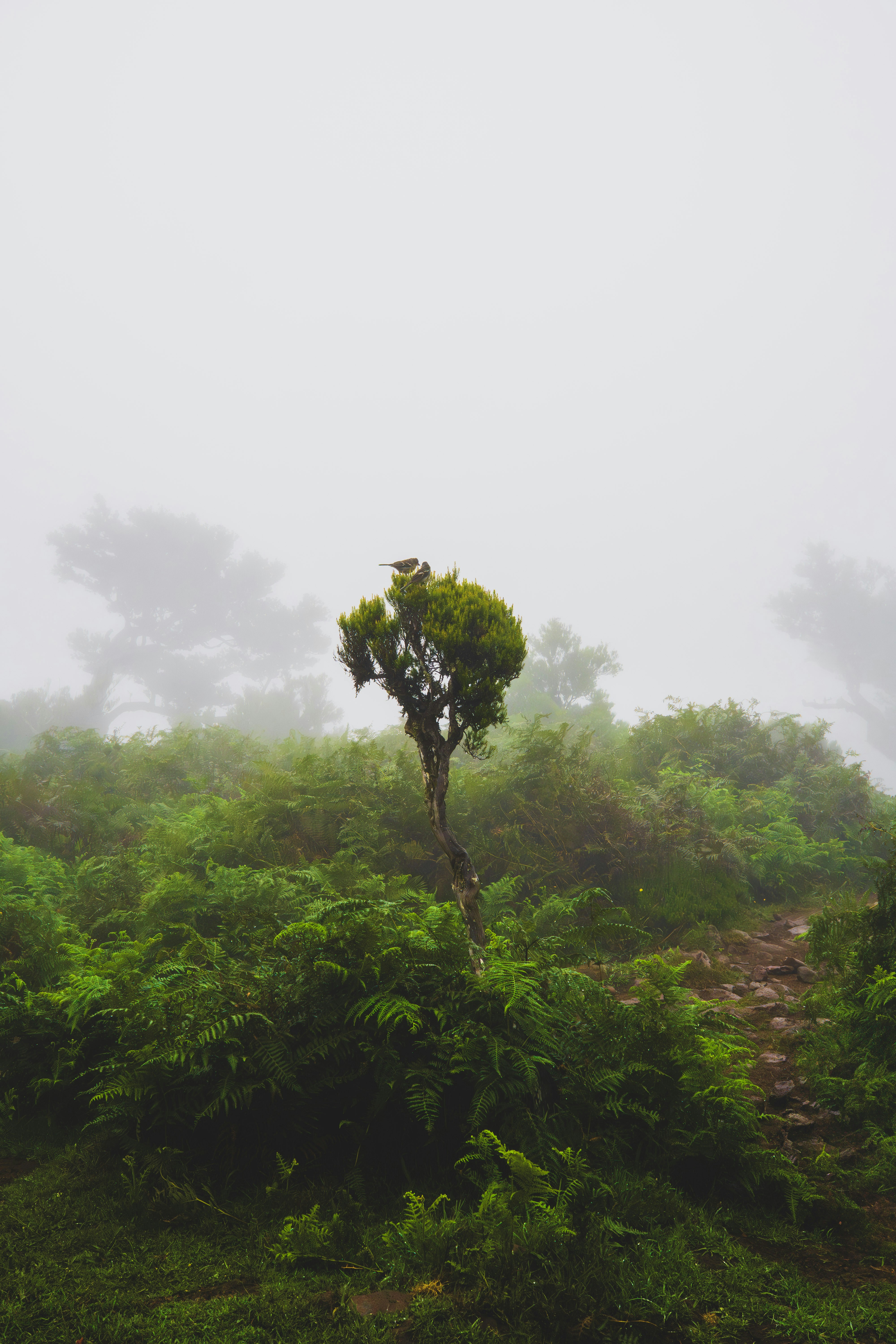 Fogbound Summit with Lone Tree Crowned by Mist