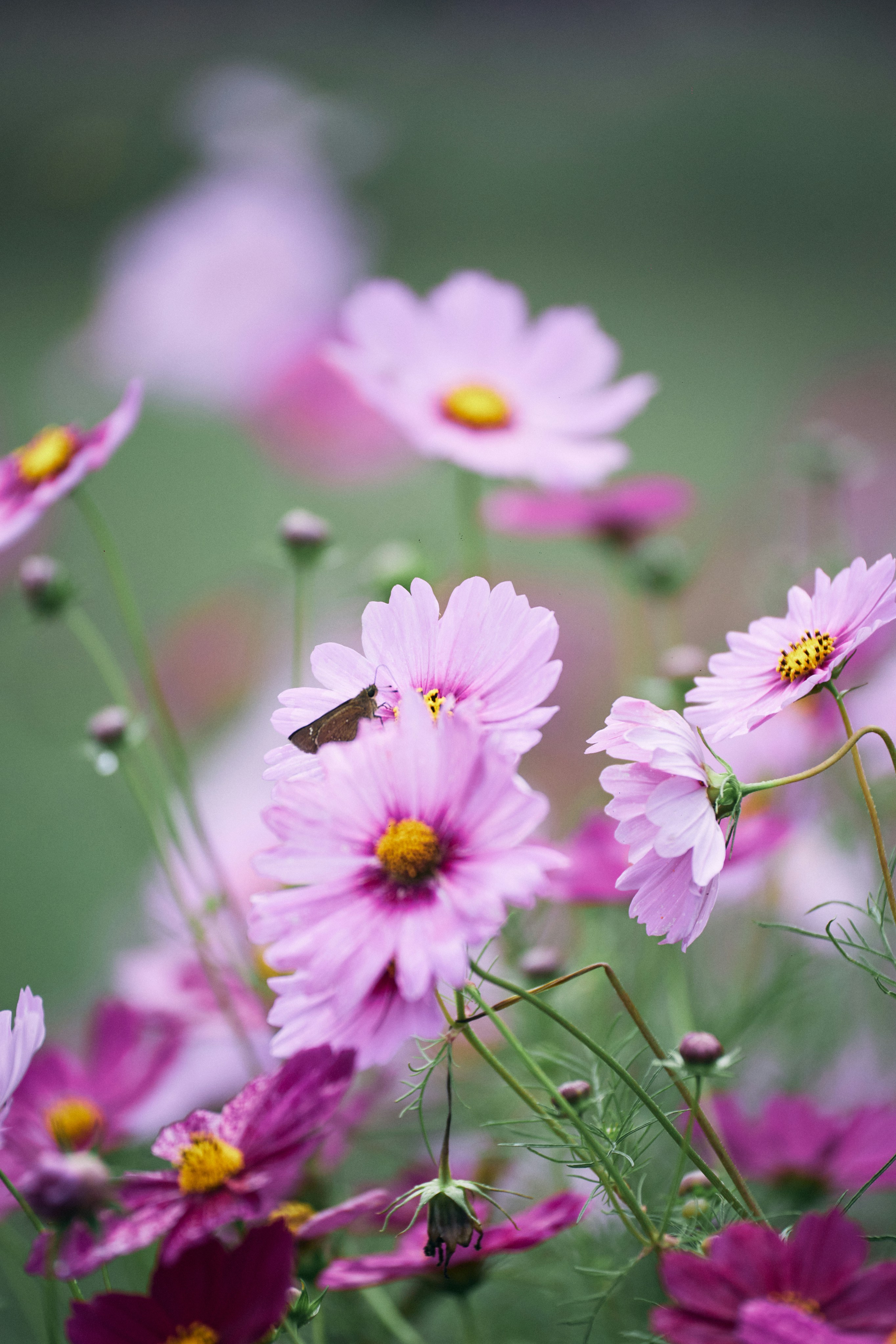Soft Pink Cosmos in a Sunlit Meadow