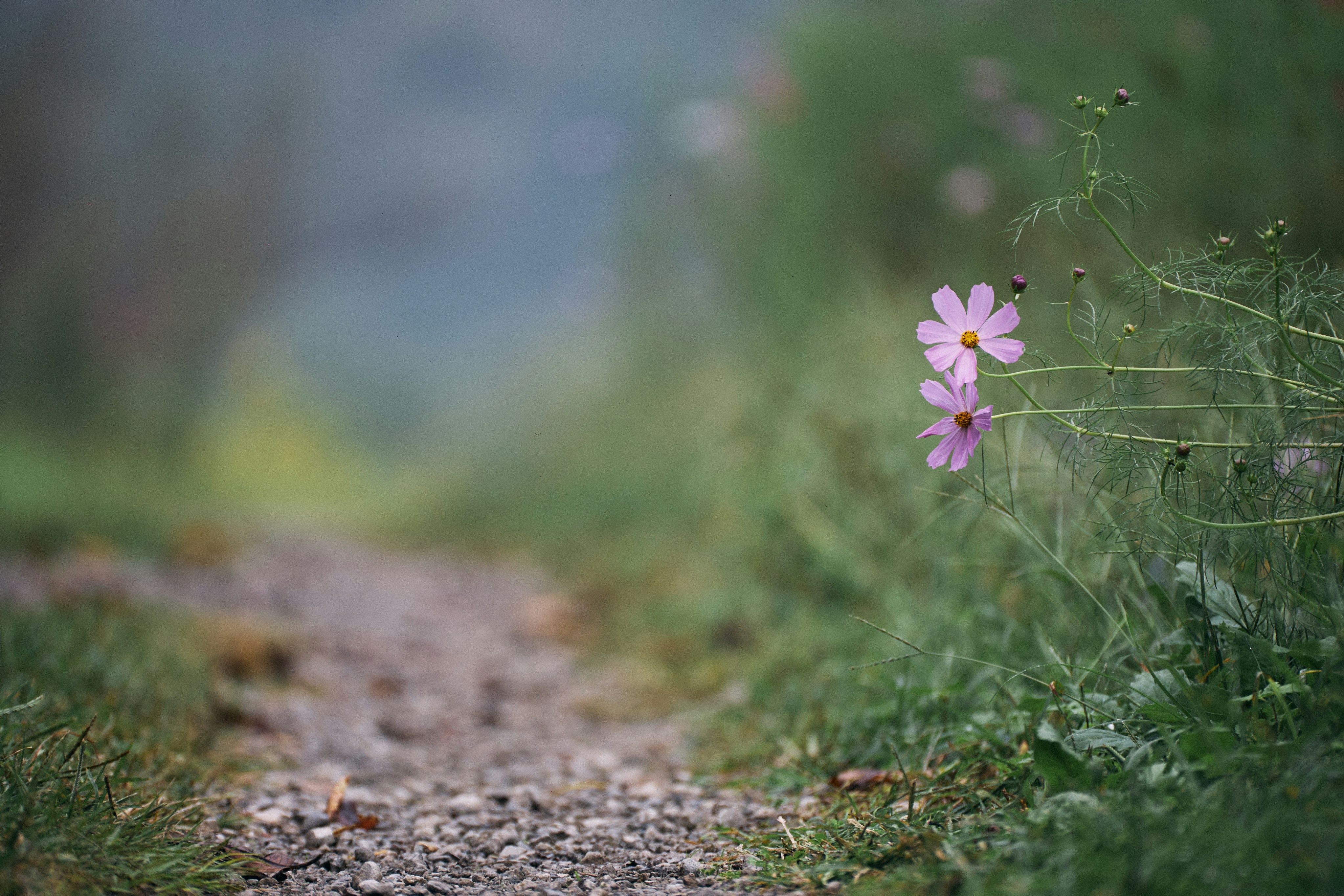 Pink flowers beside a gravel path in soft light.