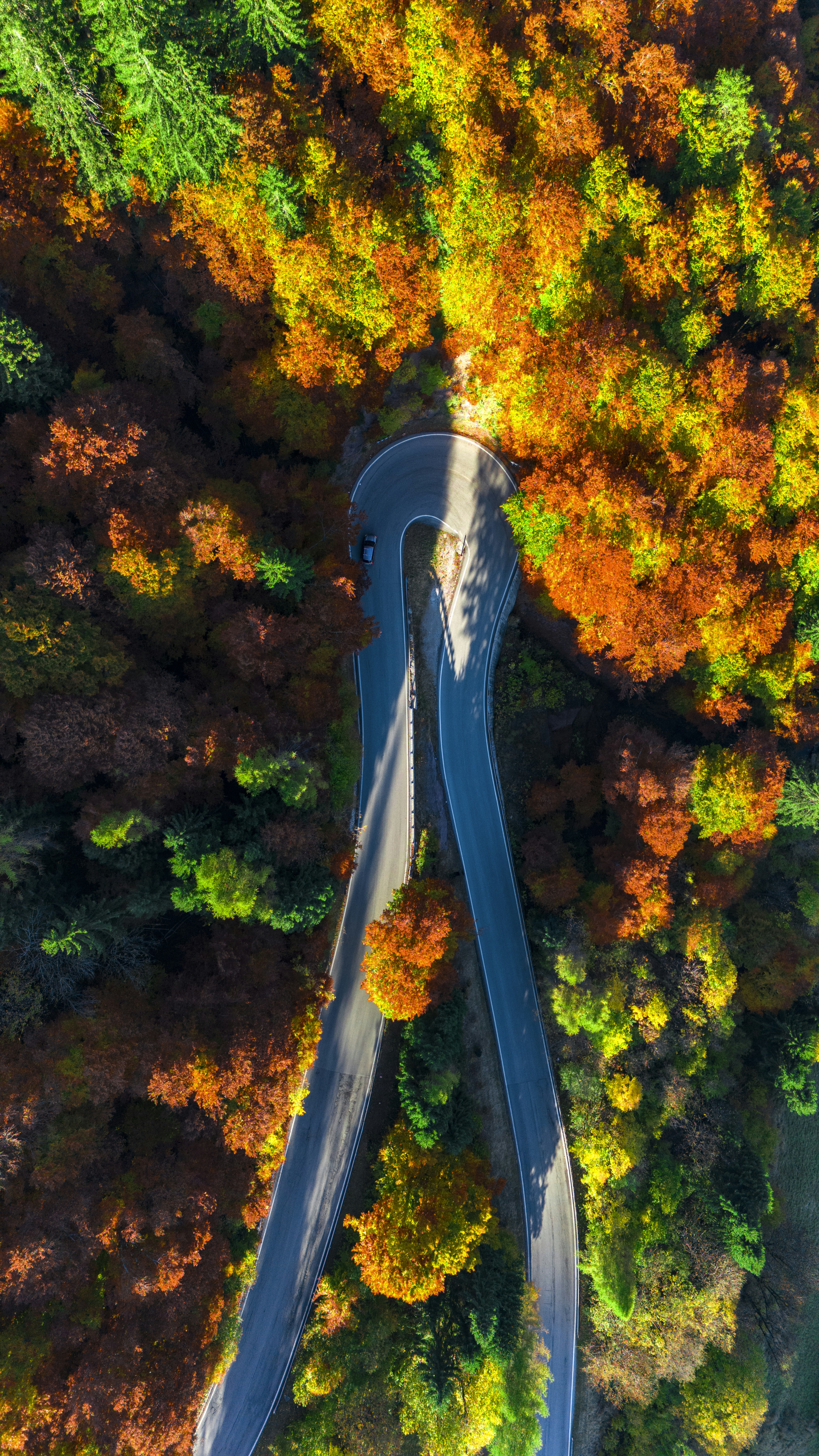 Autumn Ribbon: A Serpentine Road Winding Through Colored Forest