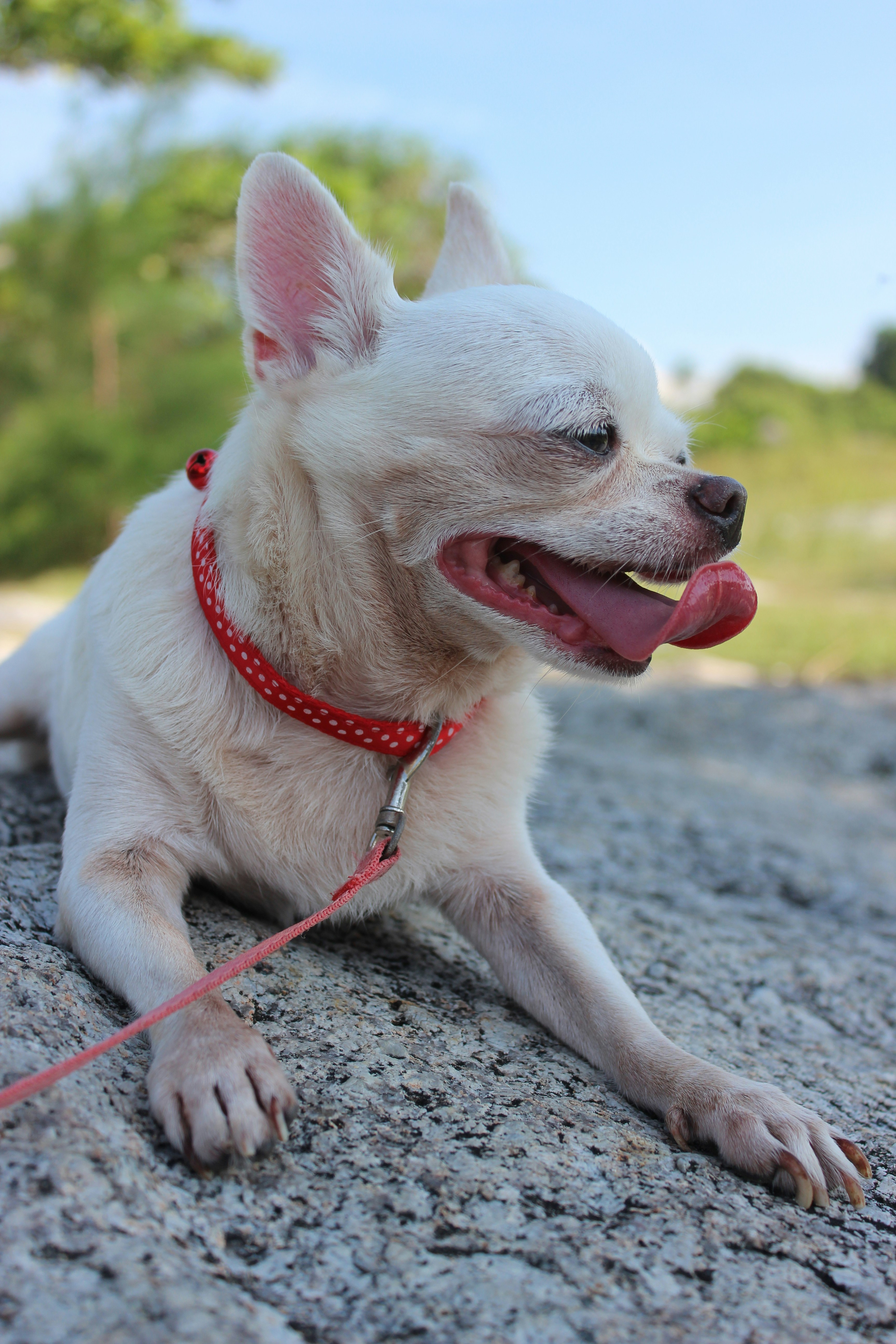 White Chihuahua Cooling OffPosture on Sunlit Beach Rock
