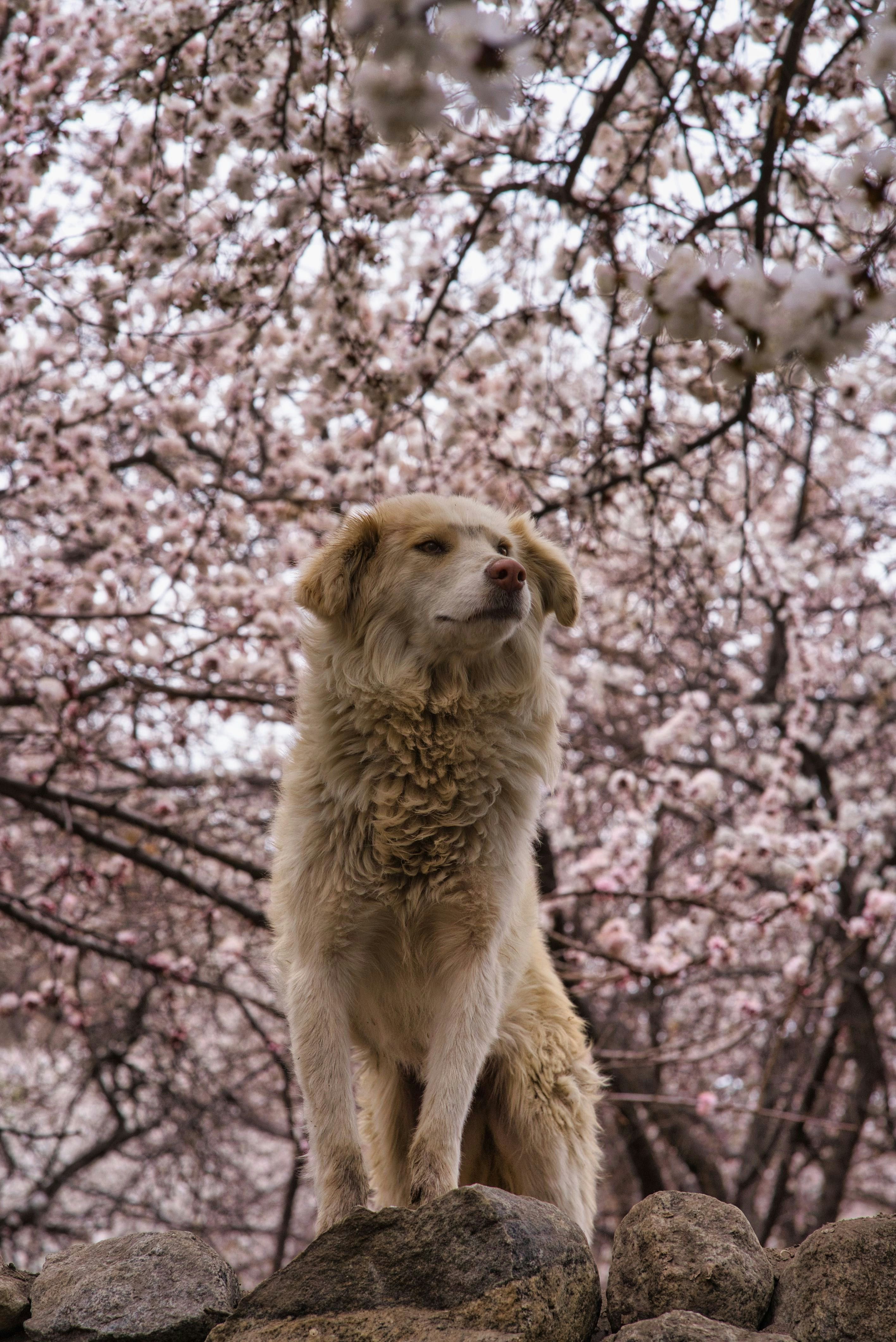 A fluffy dog sits on rocks under blooming trees.