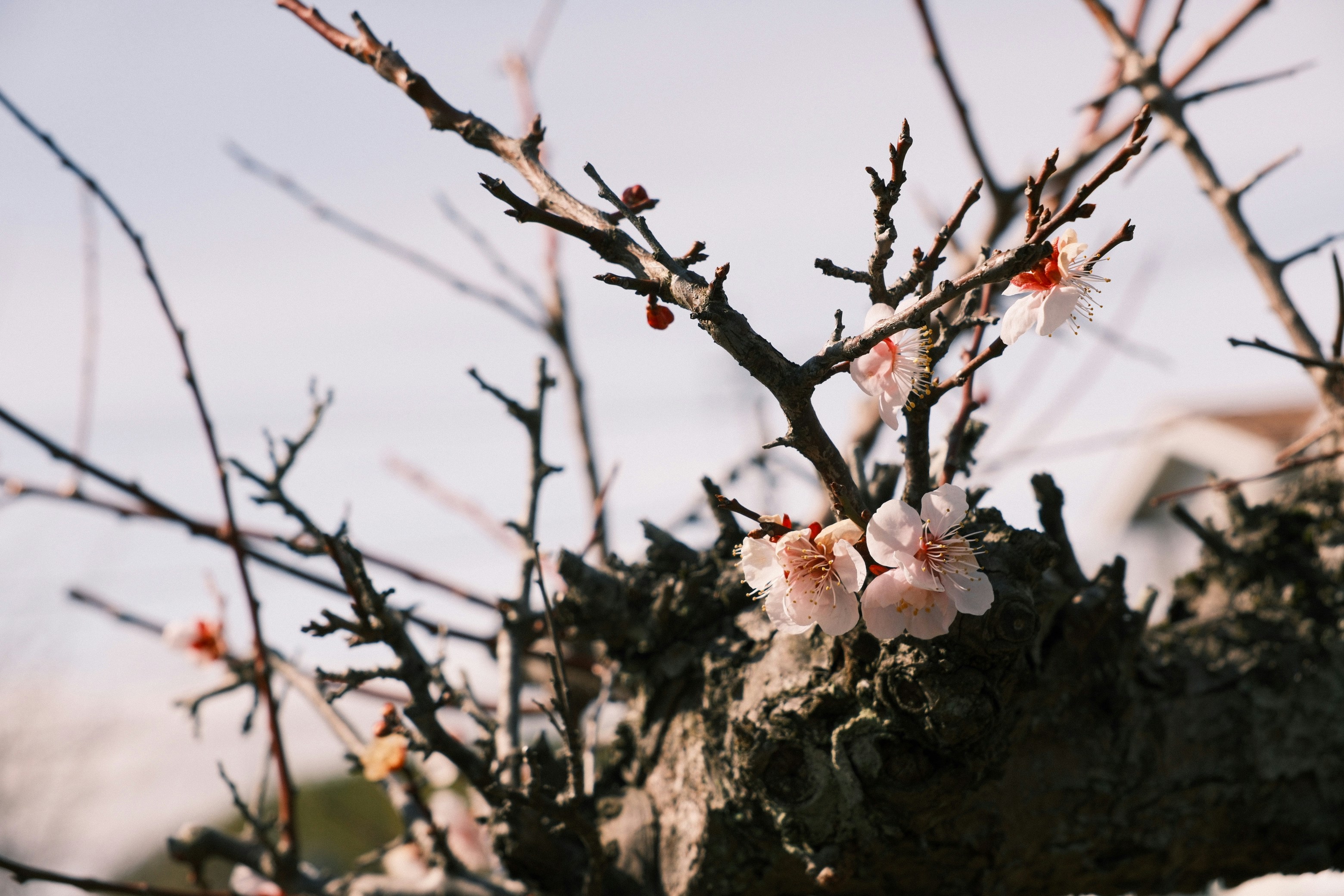 Blossoms on Weathered Bark: Quiet Emergence of Spring
