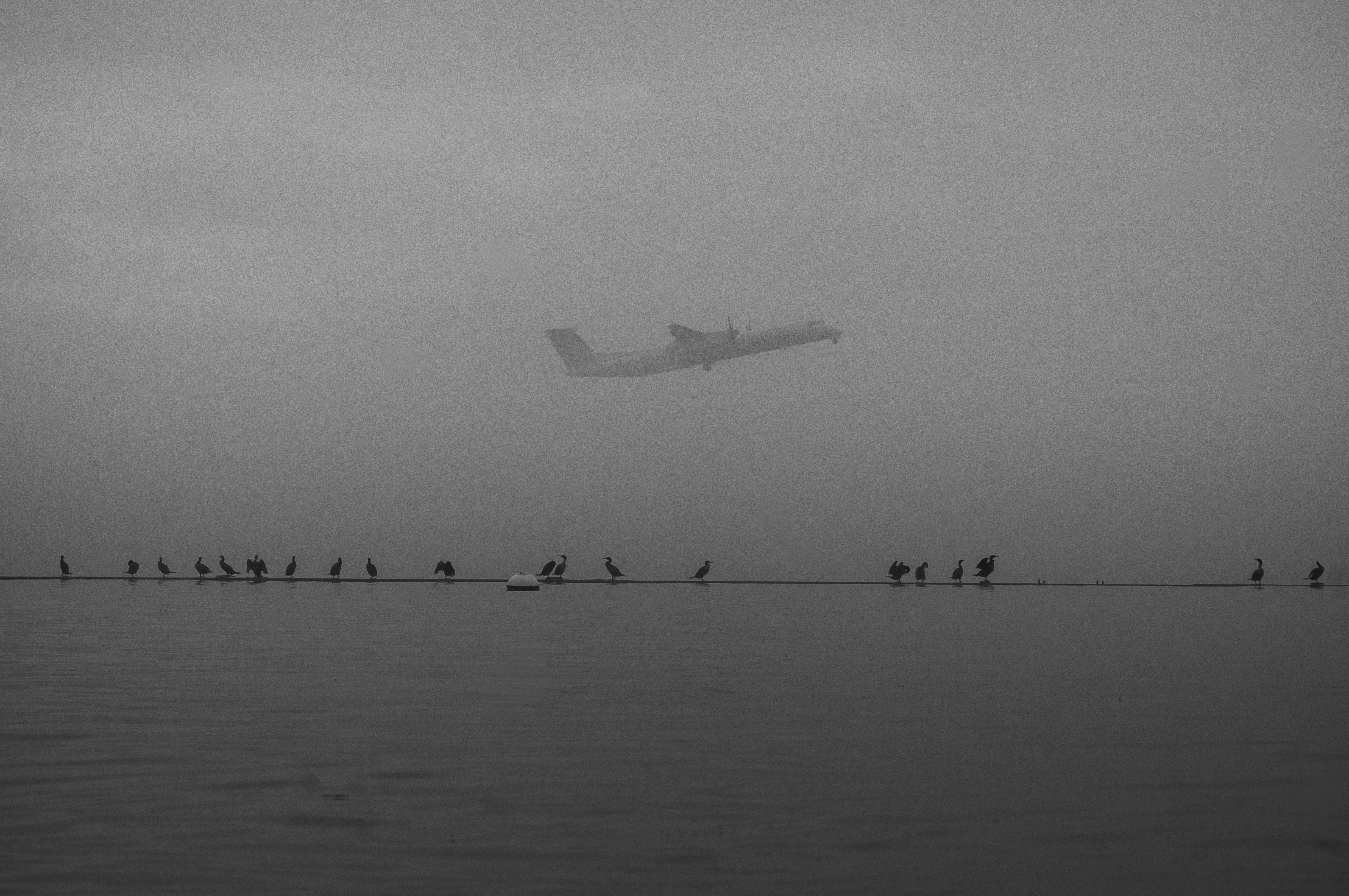Hazy Runway: A Quiet Takeoff Above a Line of Seabirds