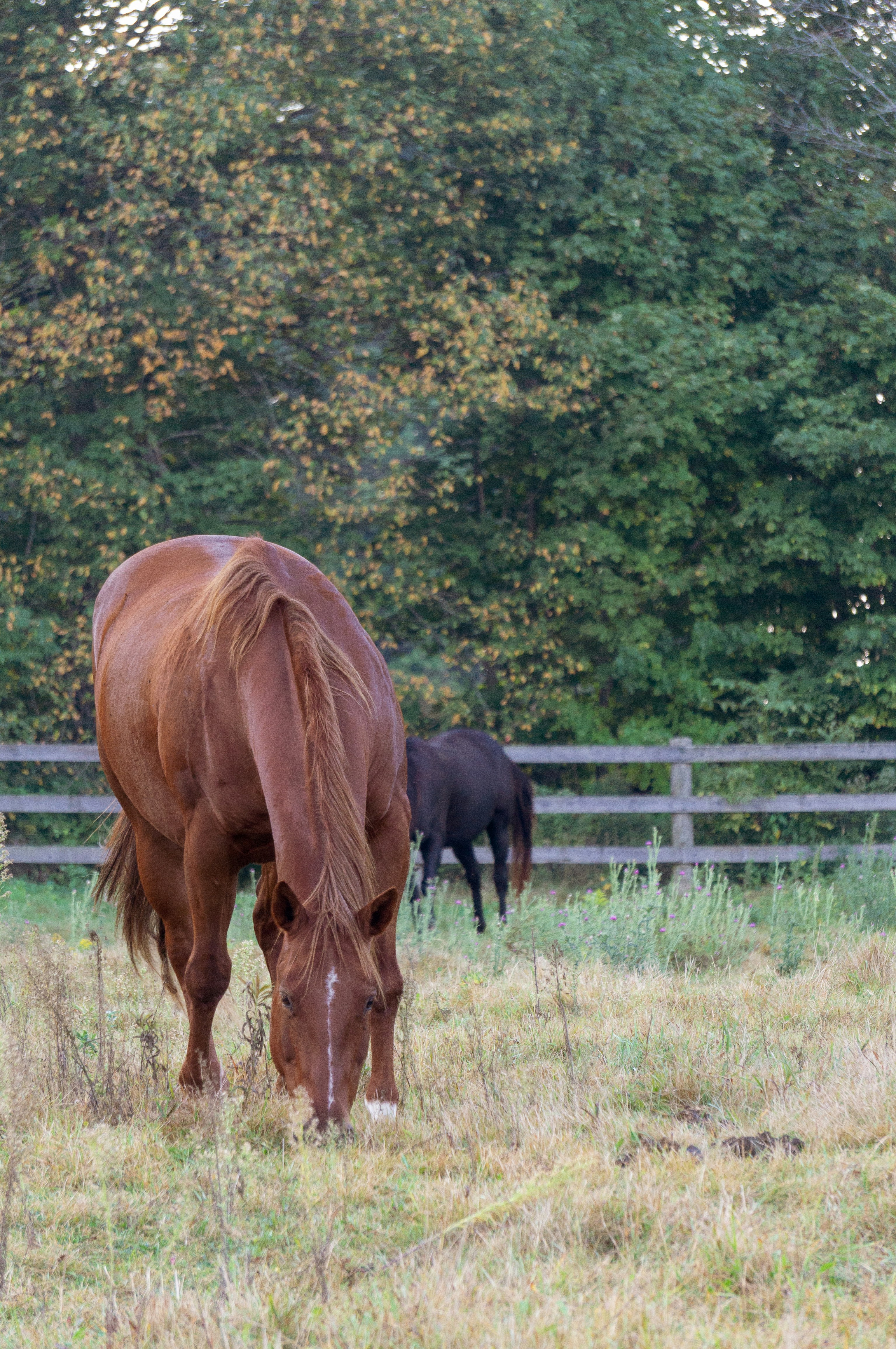 Brown horse in foreground grazing with a distant dark horse and wooden fence