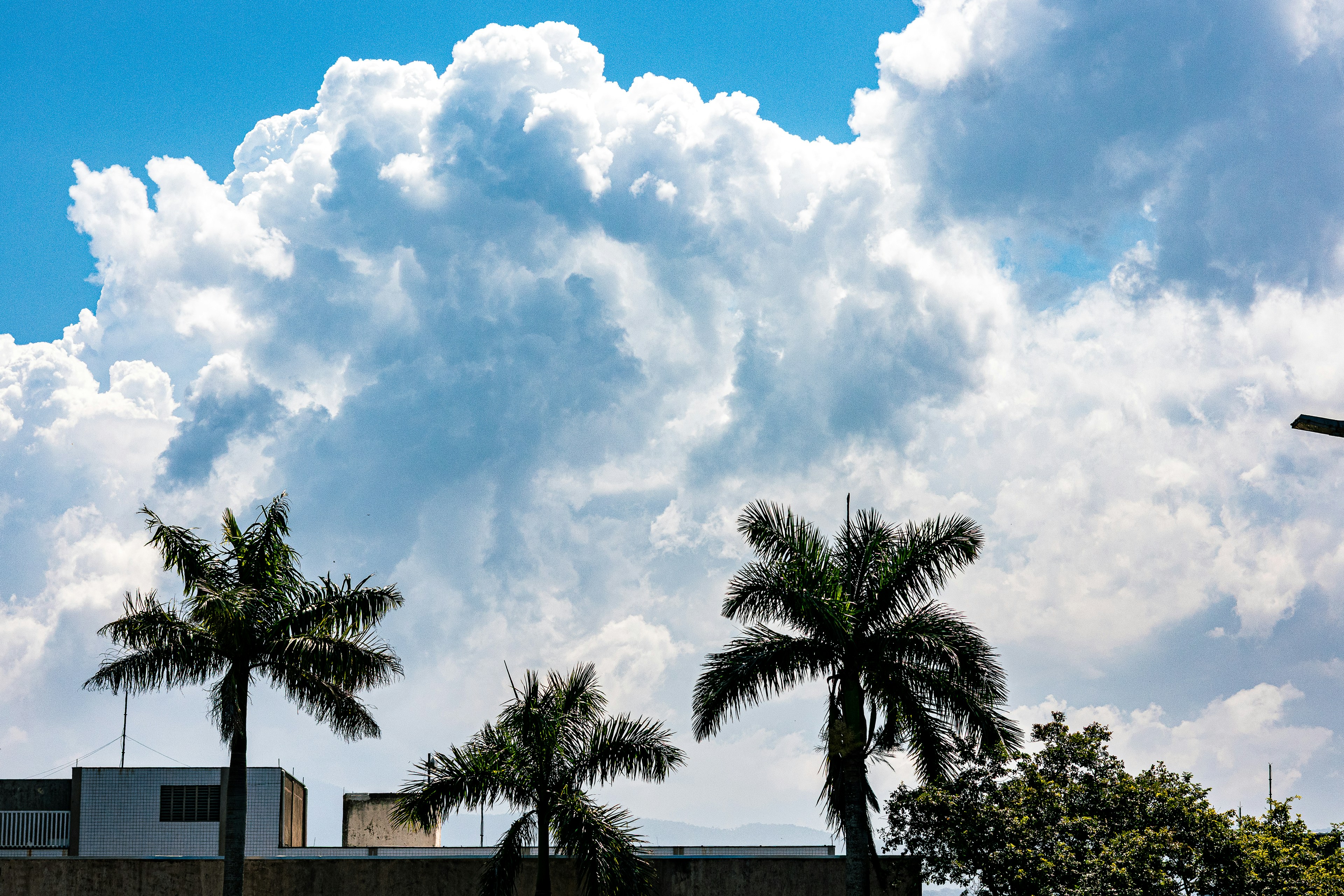 Skyward Oasis: Palm Trees Against a billowing azure backdrop
