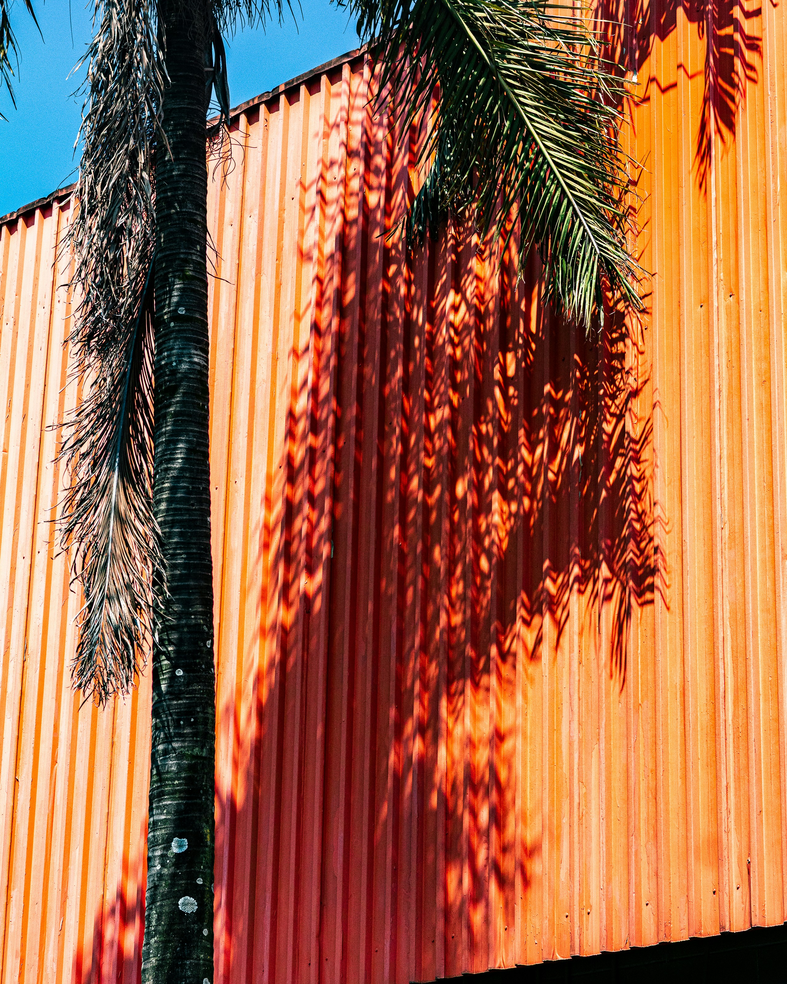 Shadowed Palm Against Neon Orange Steel Panels