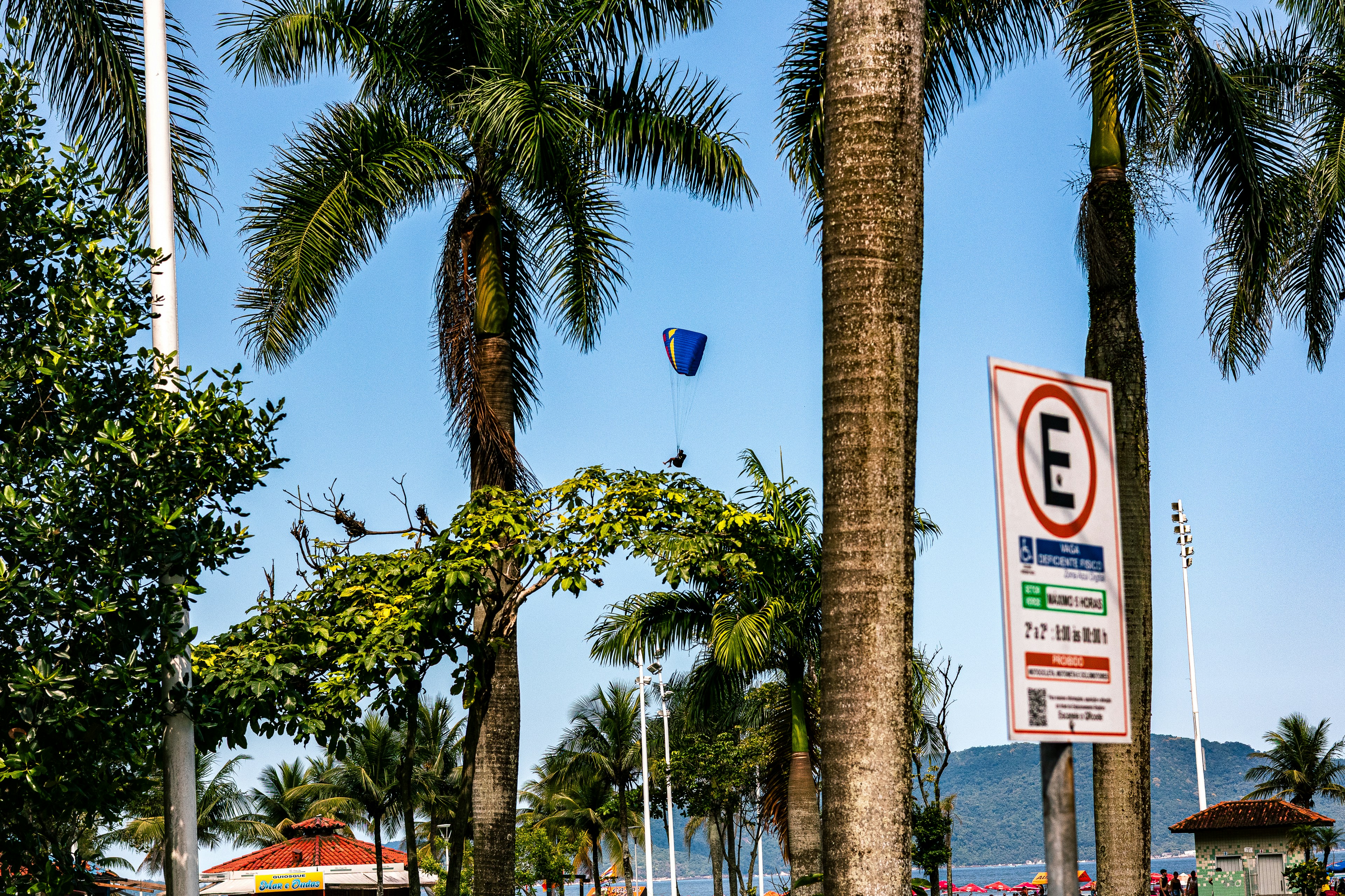 Palm Canopy over a Sunny Promenade by the Sea