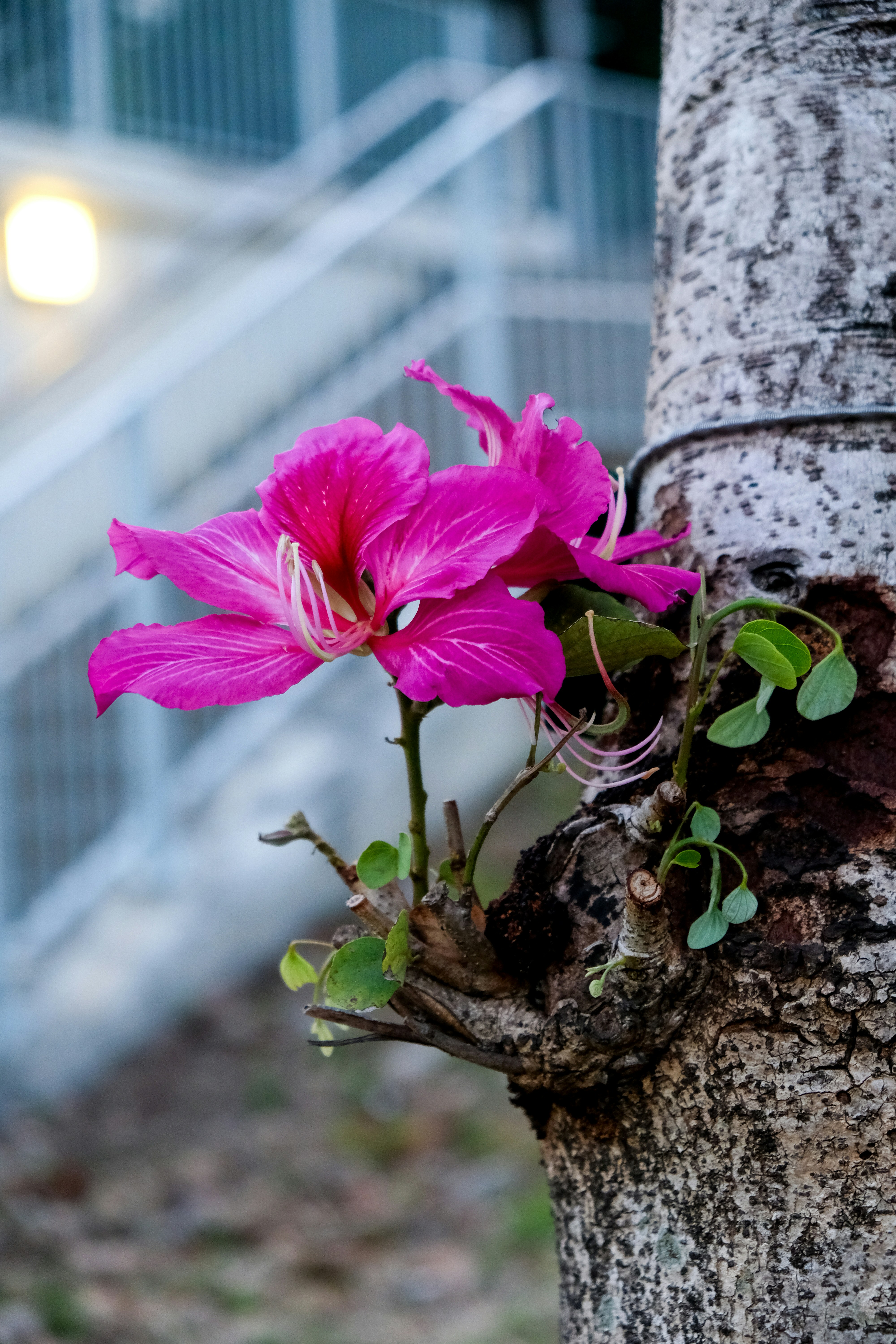Pink Orchid Bloom Against Tree Trunk in Urban Garden