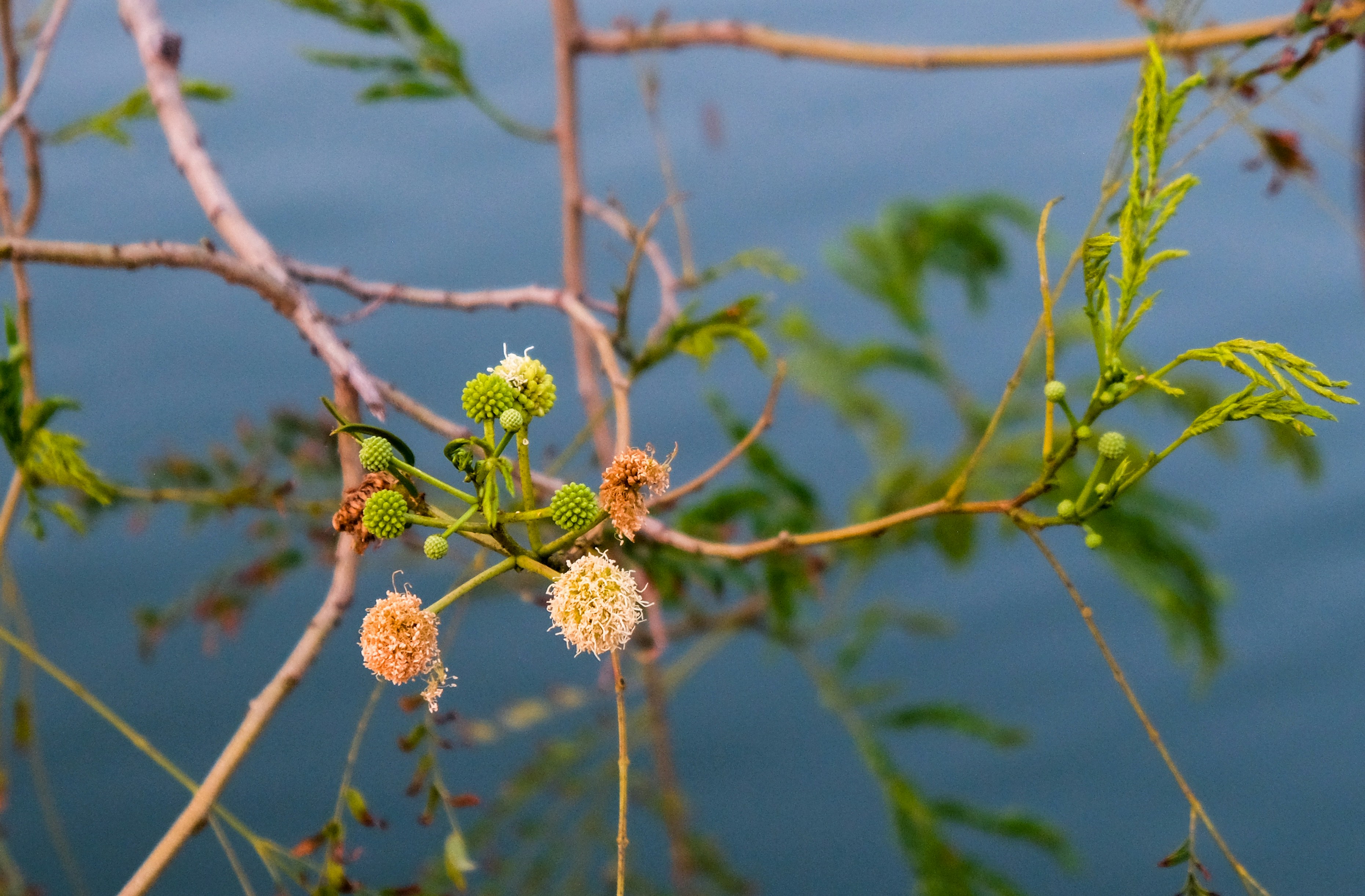 Cluster of fuzzy blossoms on a thin branch above a blue calm backdrop