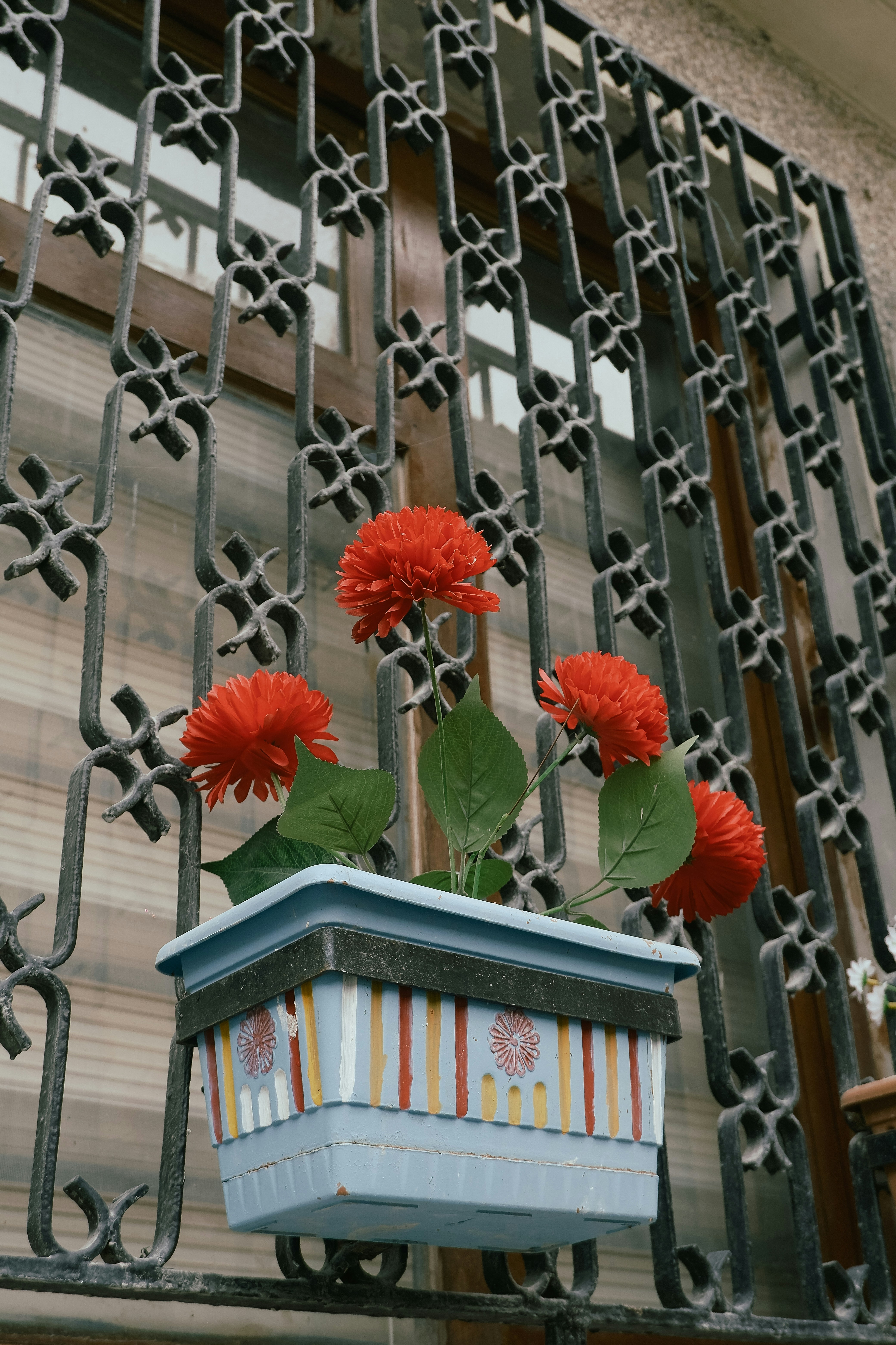 Red Marigolds in a Painted Window Box on a Wrought-Iron Balcony