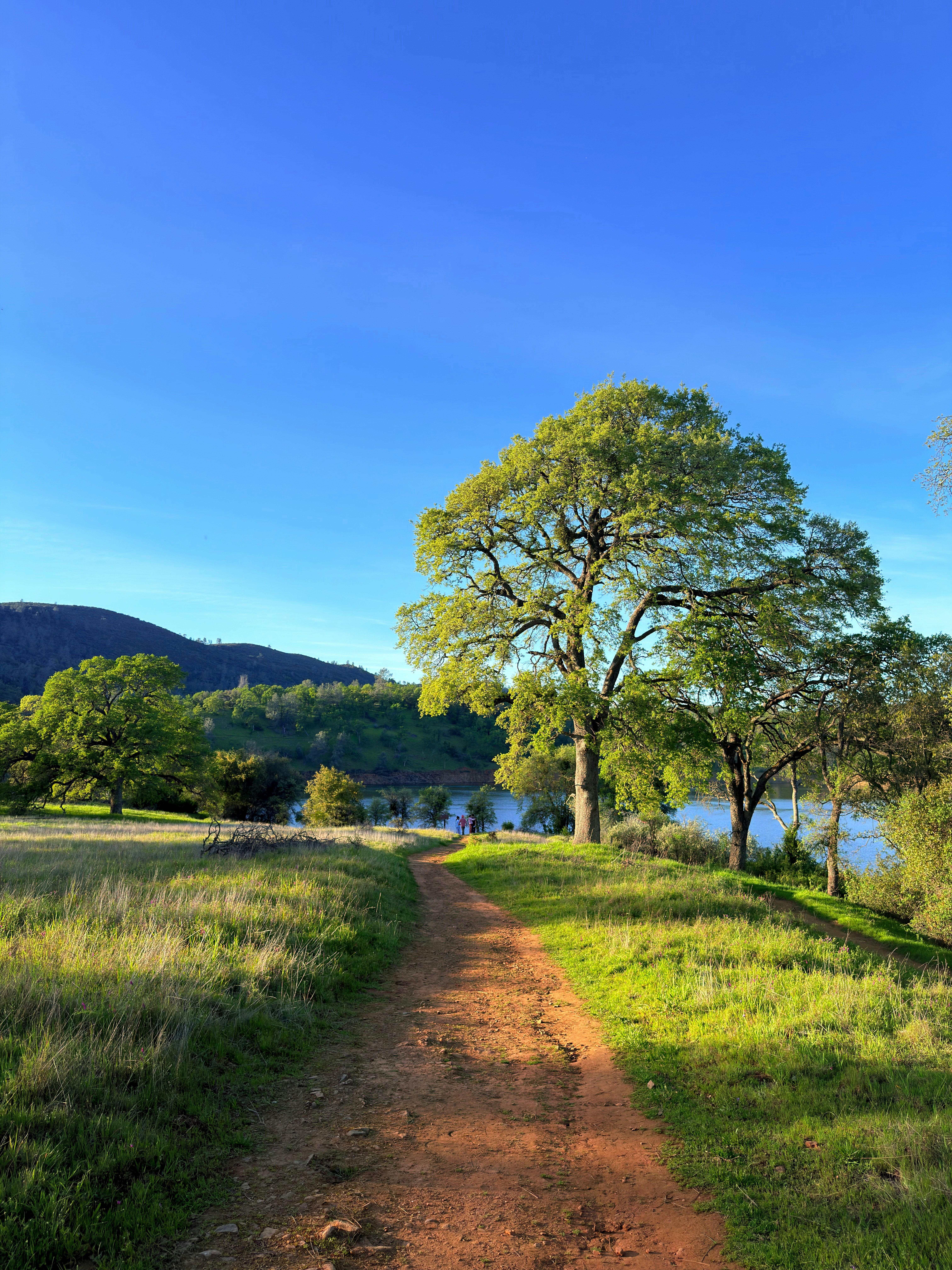 Path to the Lone Tree by the Riverside Meadow