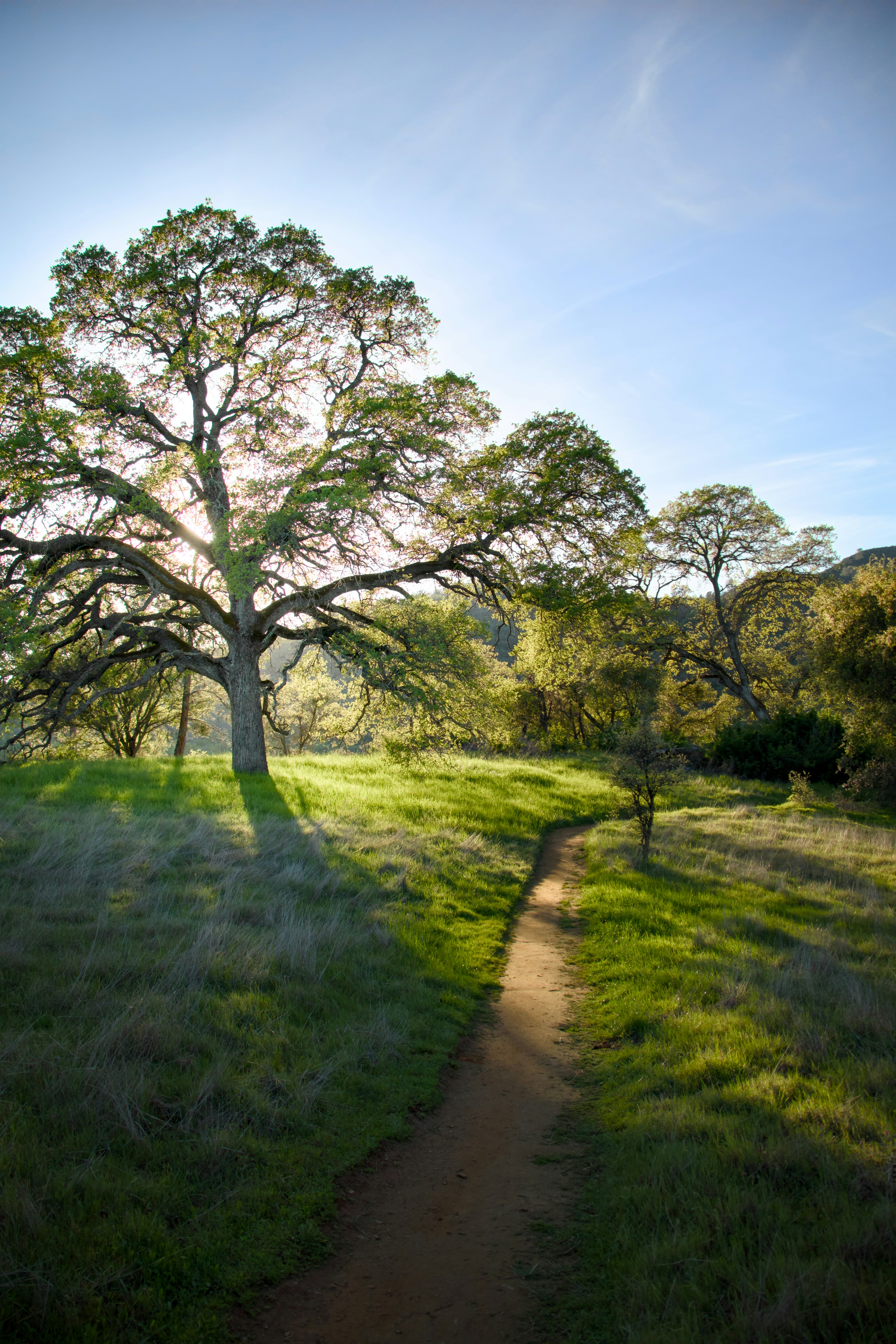 Sunlit Lone Tree Over a Meandering Path