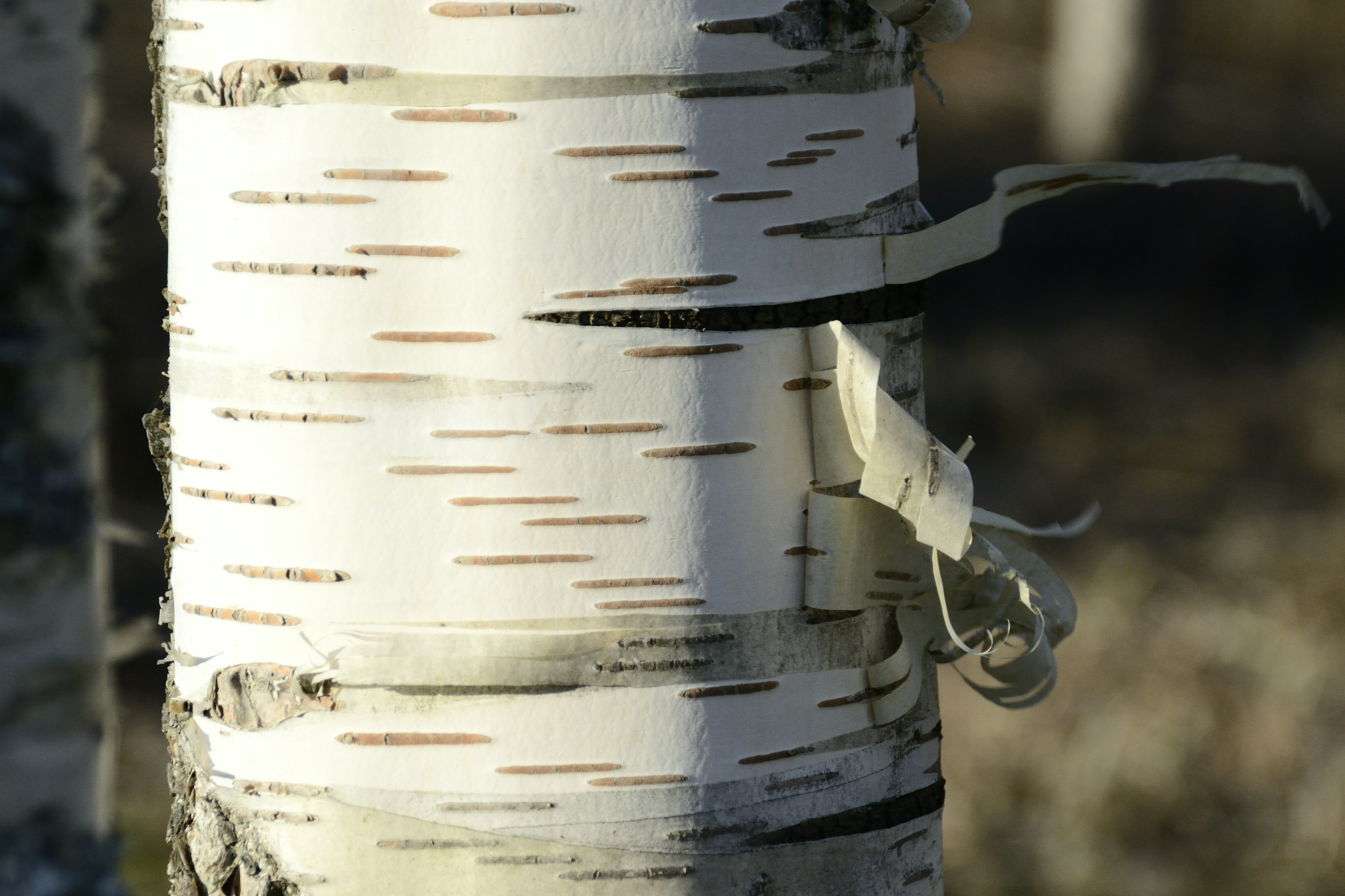 White Bark, Quiet Backlight: A Birch Trunk in Focus