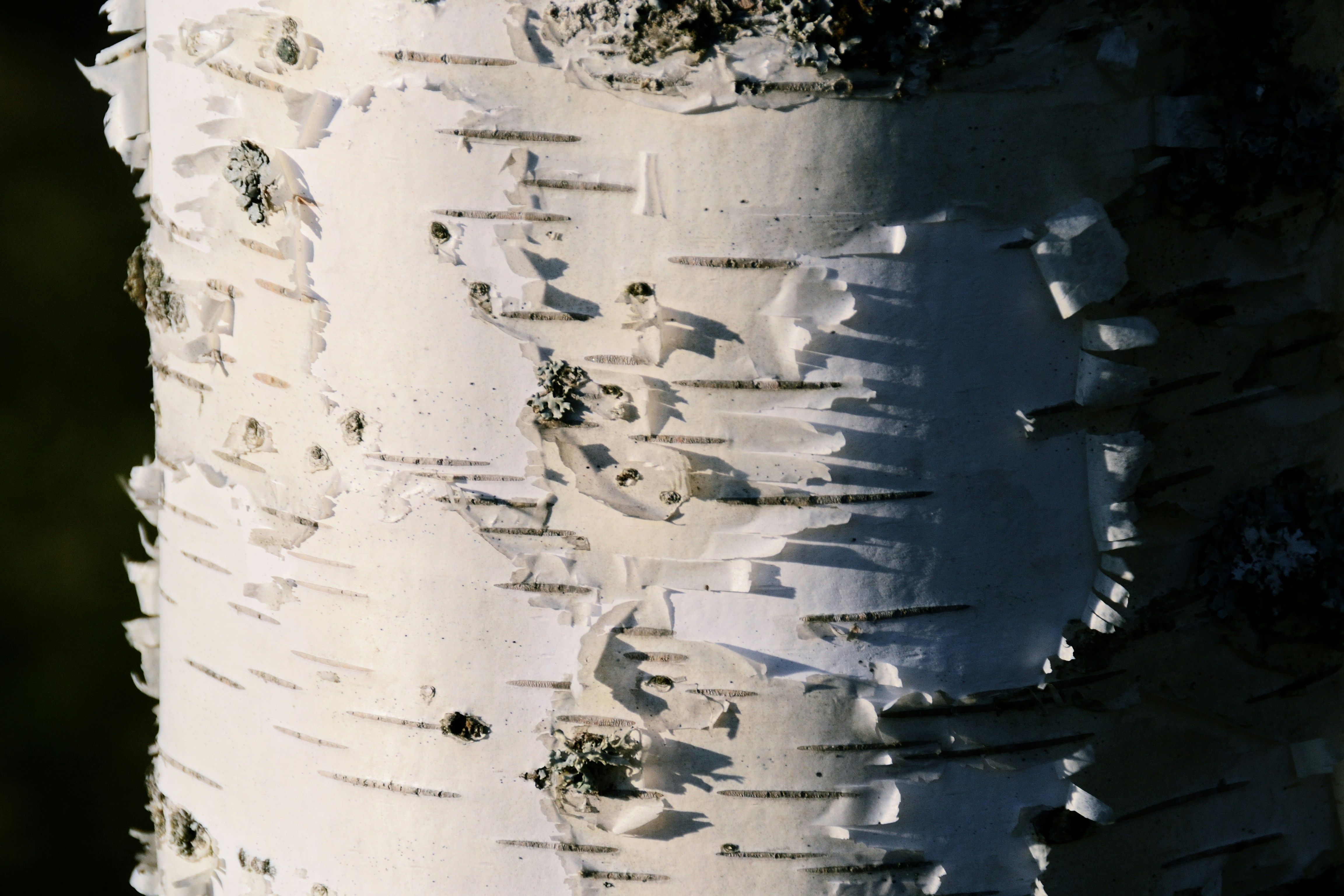 Birch Bark in Dappled Light: Stripes of Snow on White