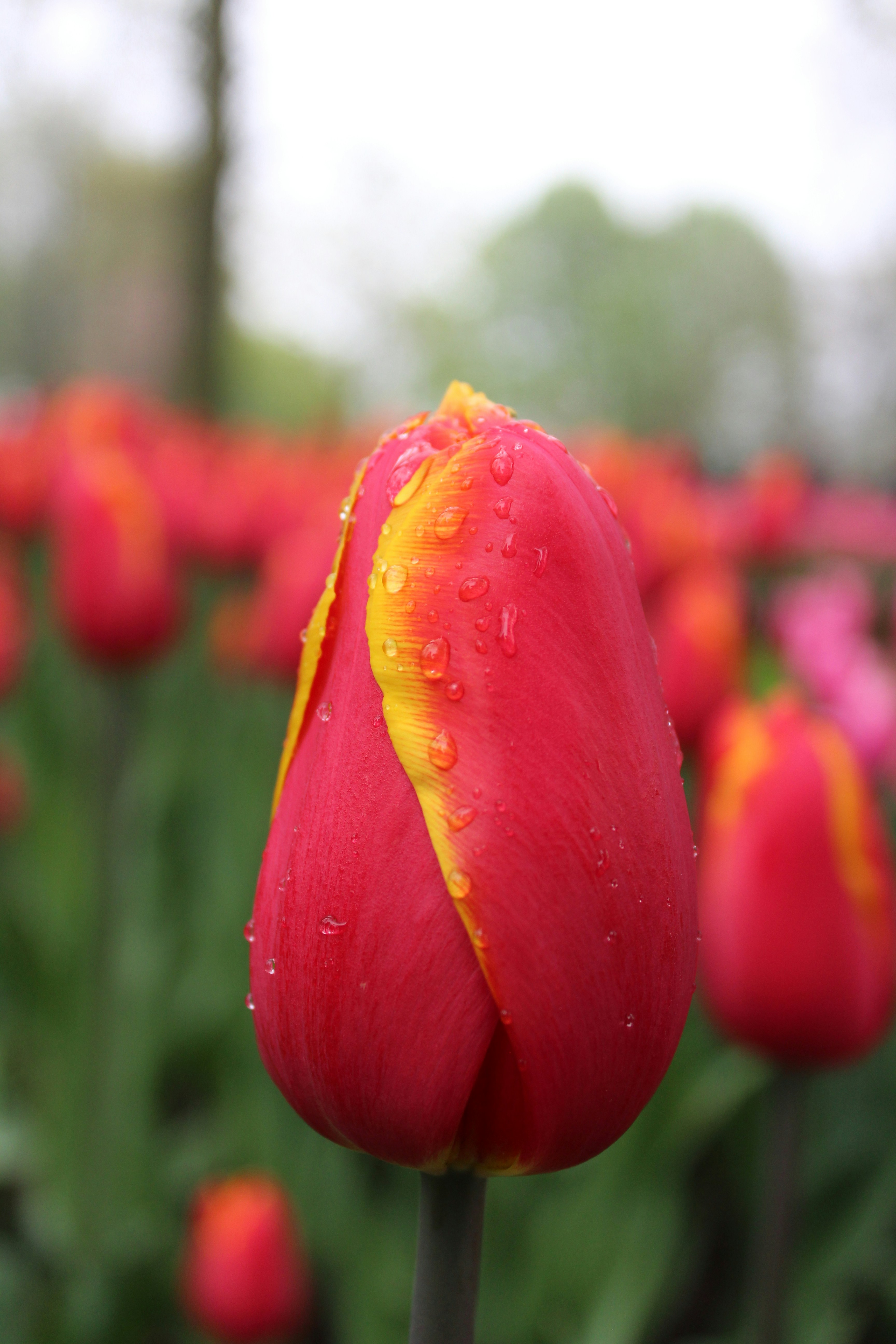 Crimson Tulip in Focus: A Water-Dropped Peak