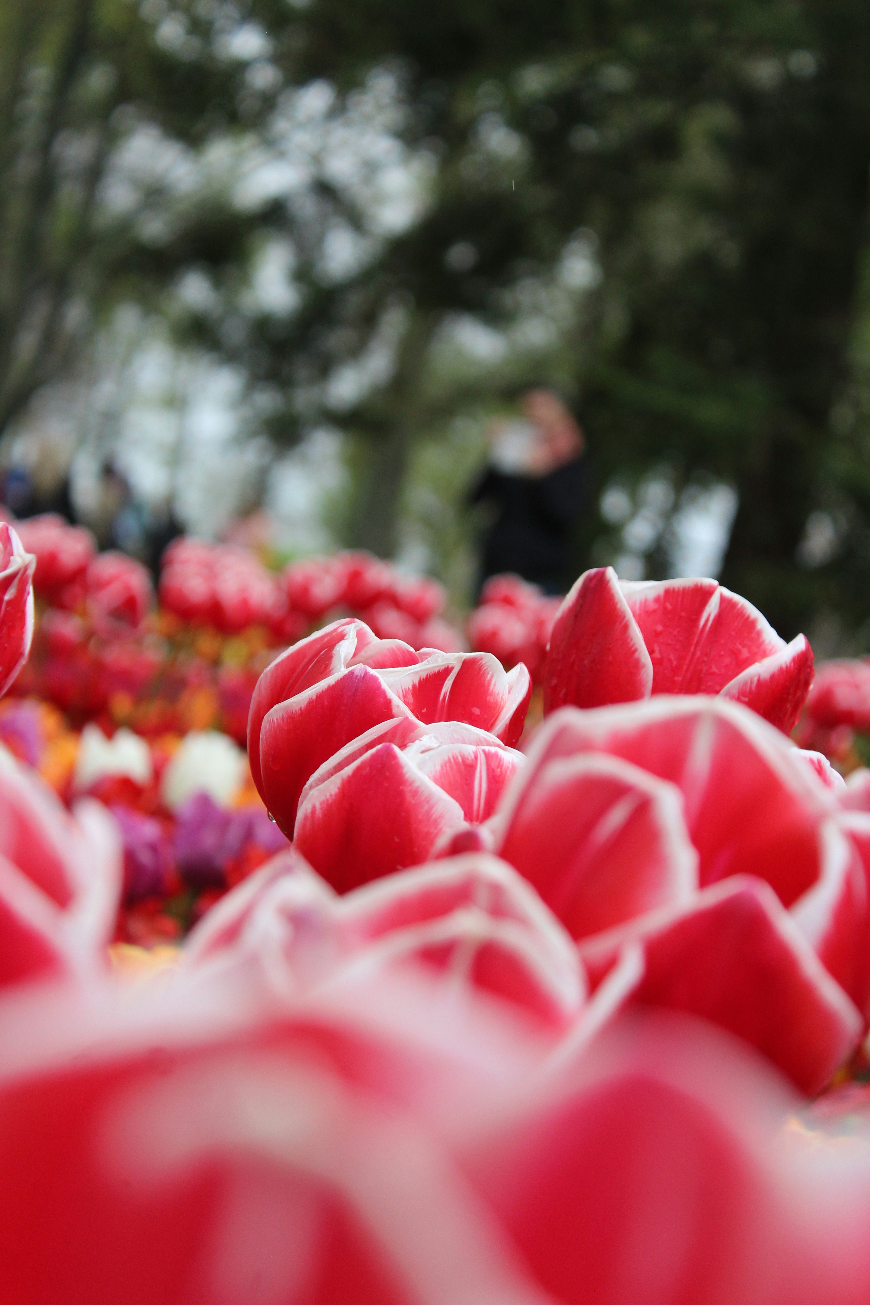 Roses in Focus: A Sea of Pink Petals with Blurred Garden Visitors