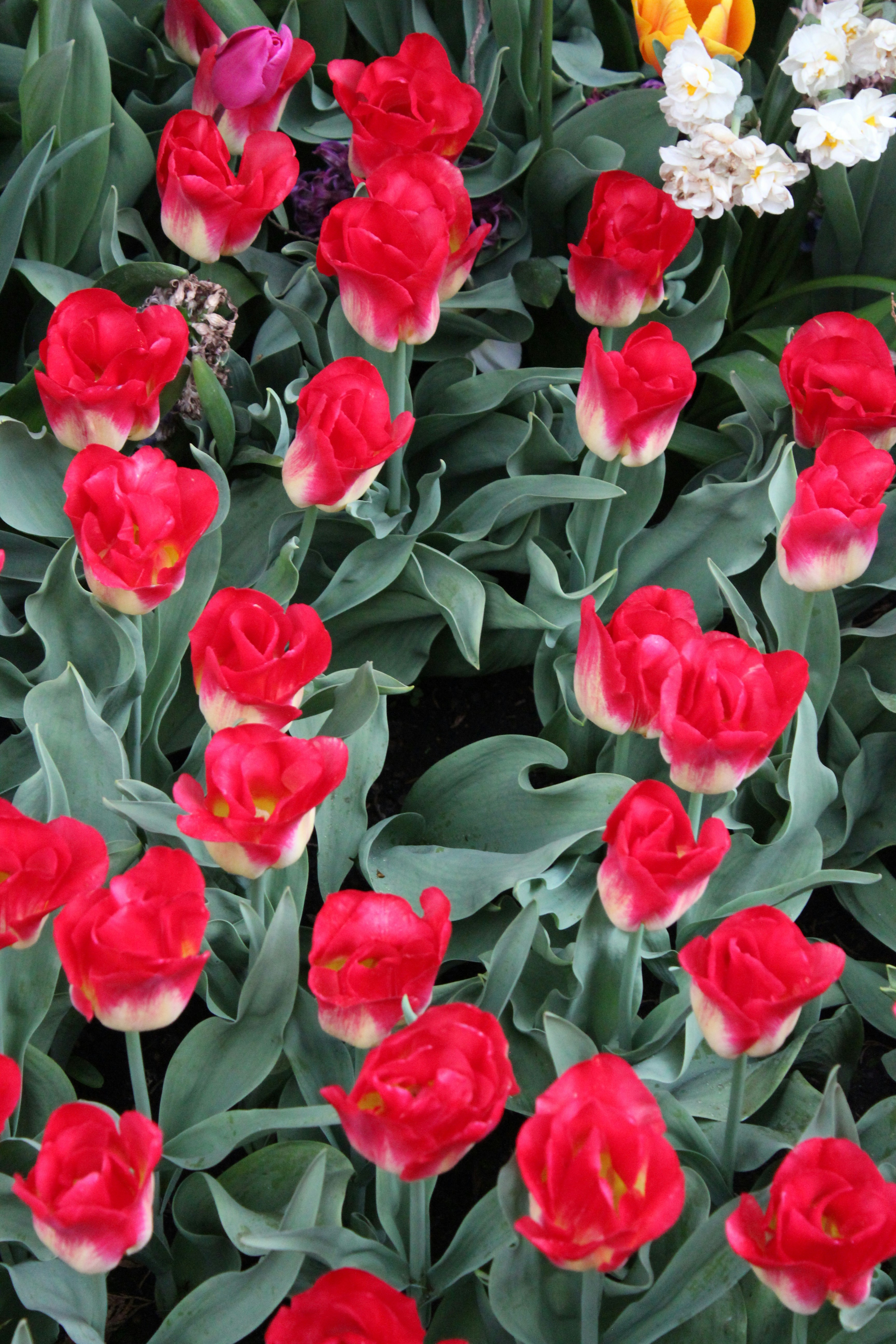 Scarlet Tulips in a Velvet Green Sea