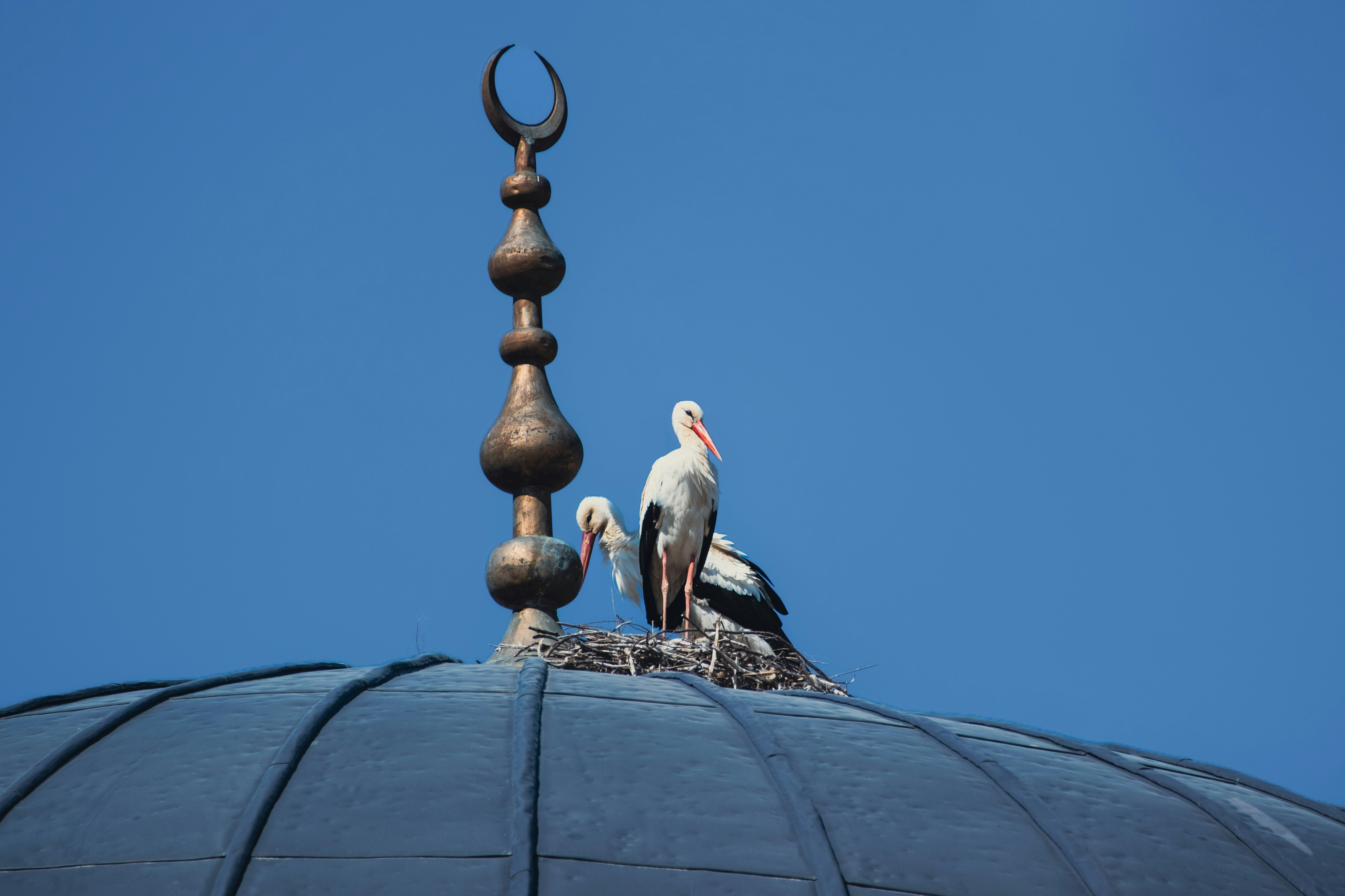 Nest Guardians on a Dome: Storks at Dusk