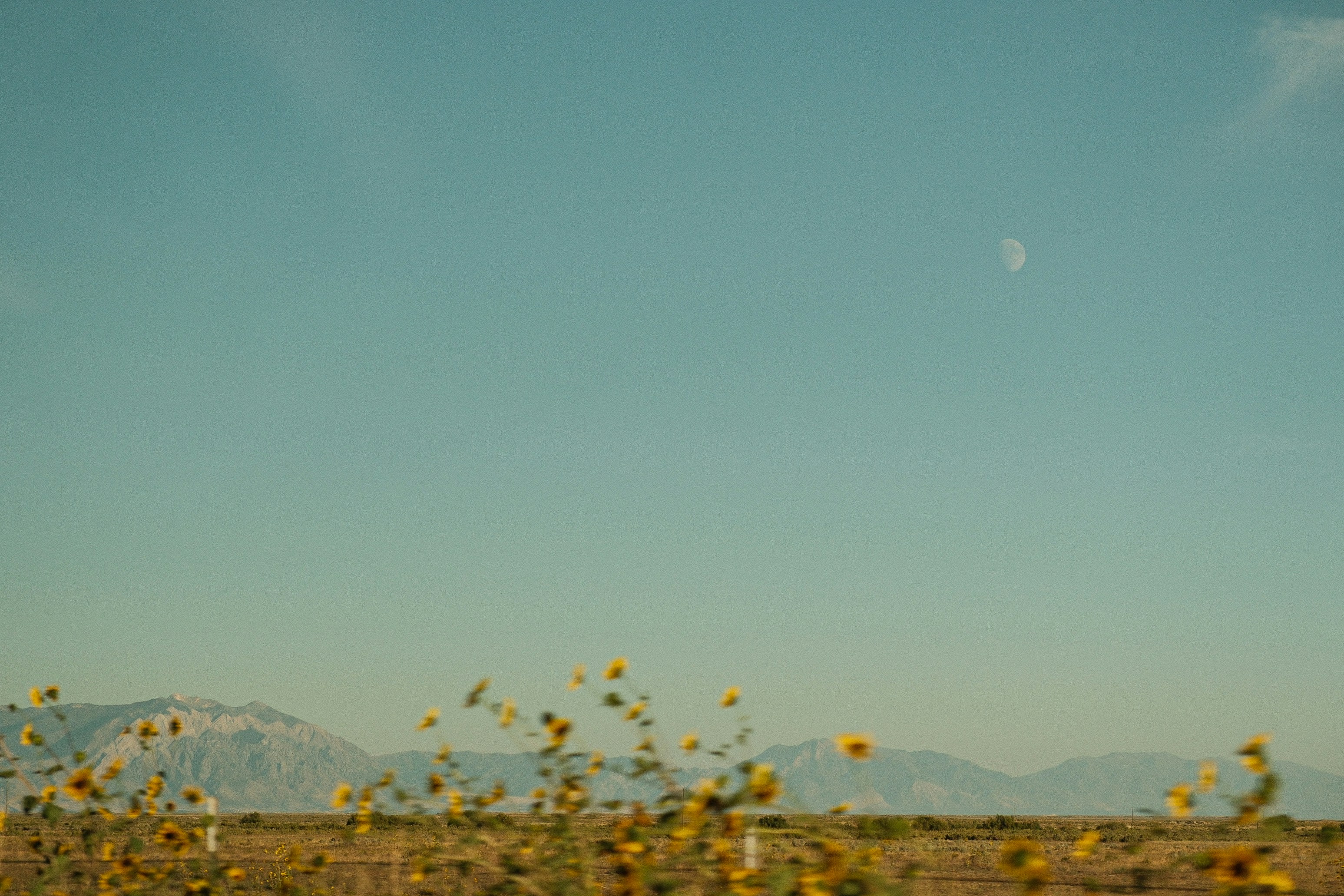 Desert Bloom under a Crescent Sky