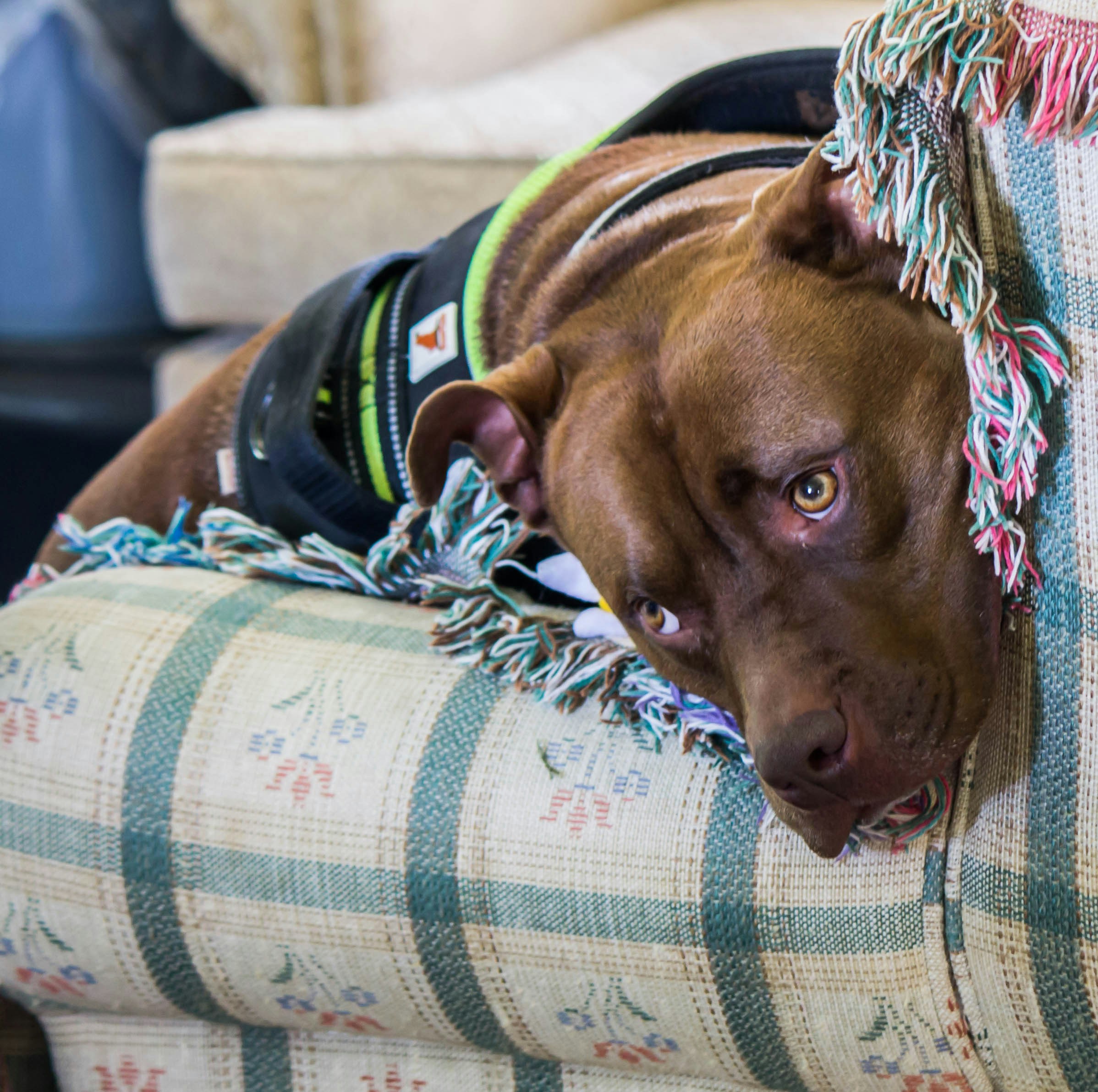 Cozy Canine Confidant Lounging on a Patterned Sofa