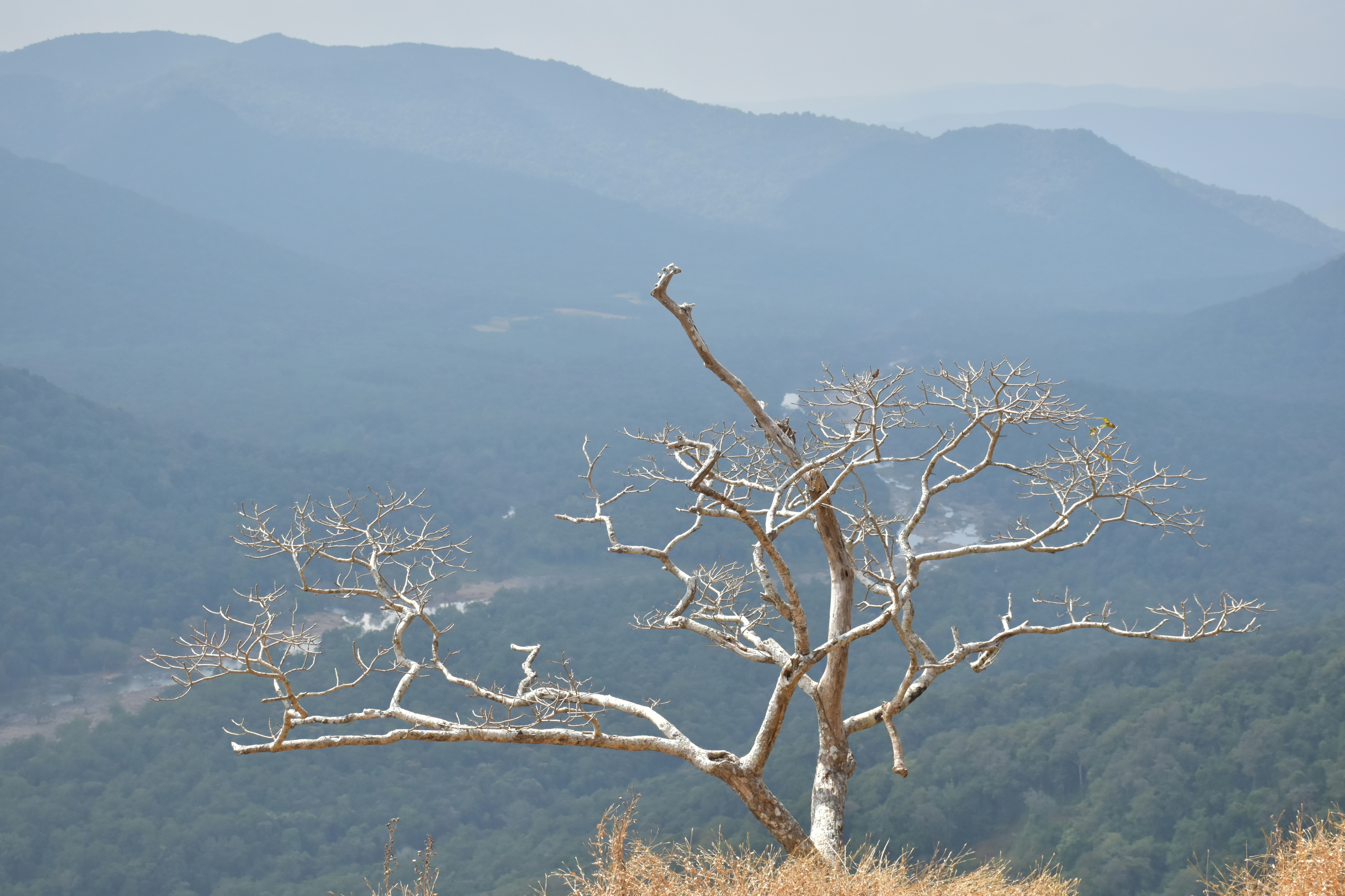 Deserted branches: a lone tree on a windy overlook above rolling blue ridges