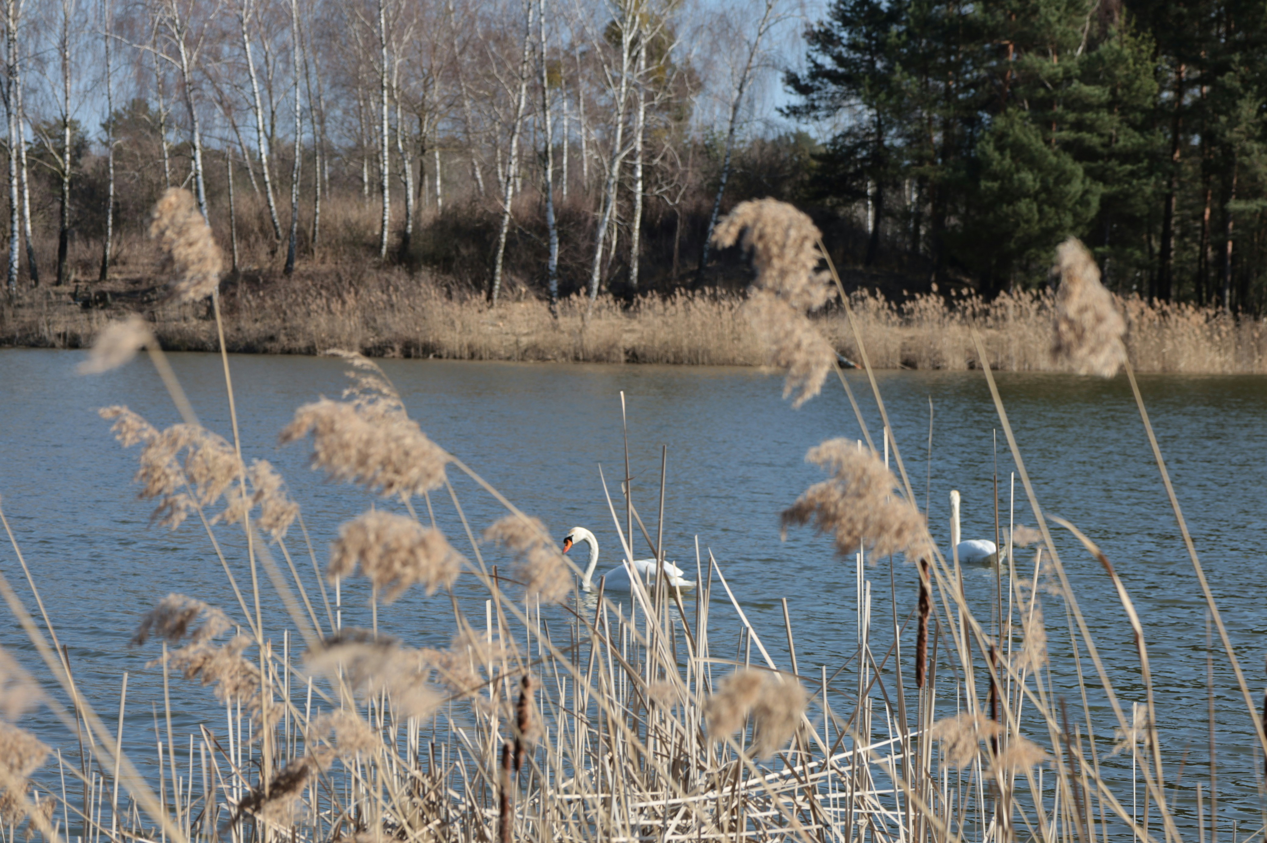 Reed silhouettes frame a calm lakeside with distant swans