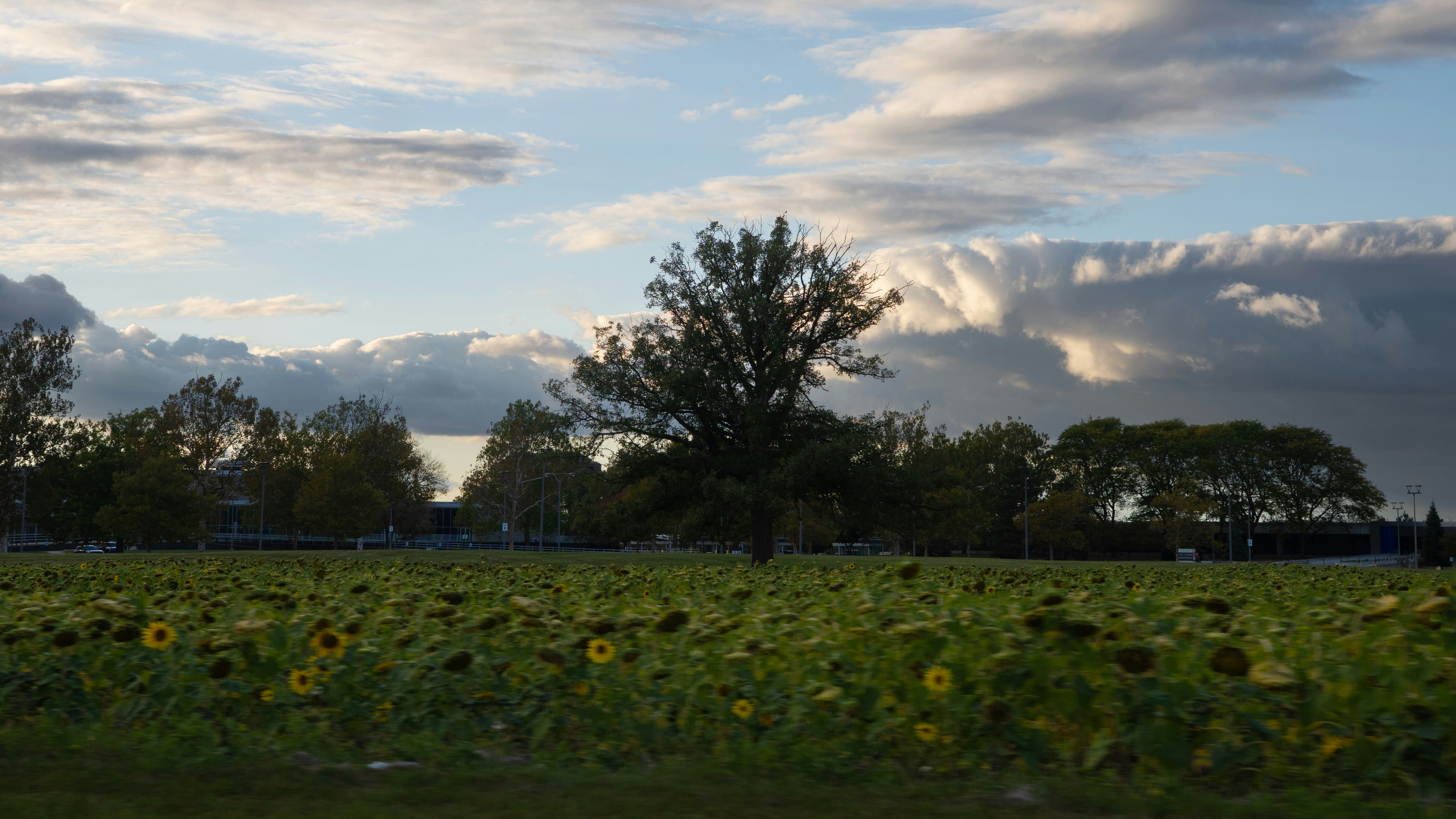 Sunlit Field of Sunflowers Under a Looming Sky