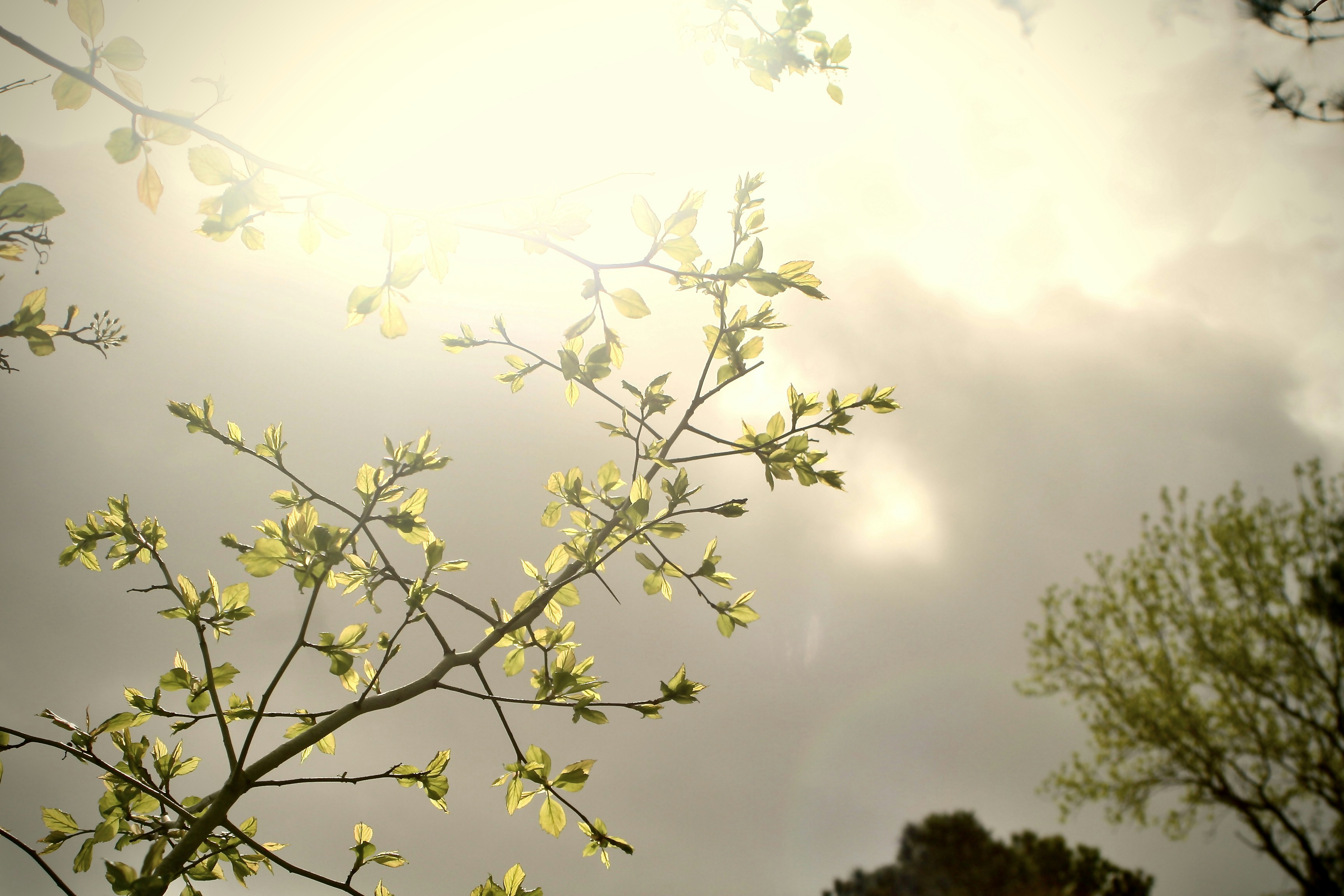 Spring Whispers: Sunlit Branches Against a Dreamy Sky