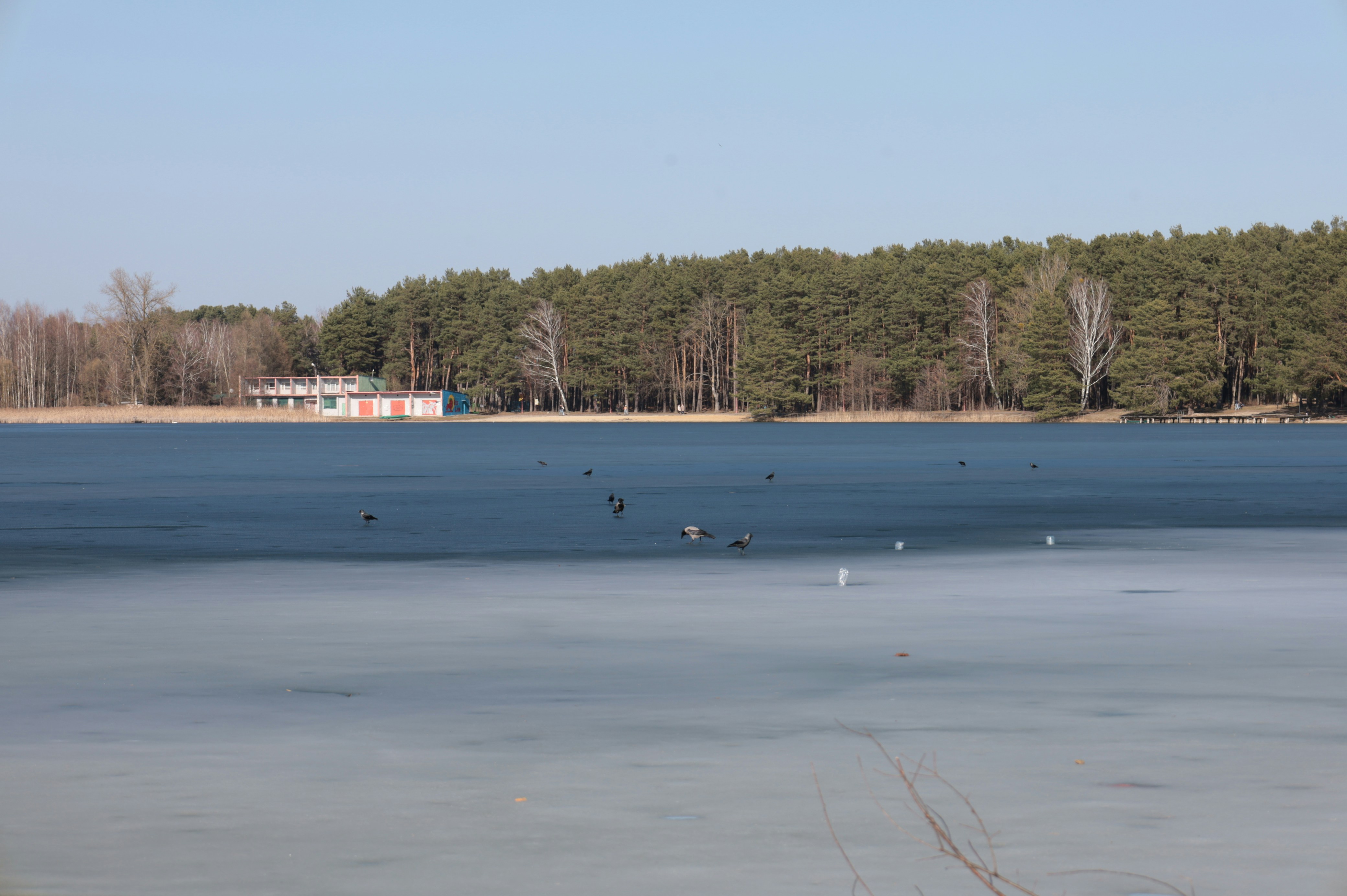 Frozen shoreline at dusk: a calm lakeside with distant pines