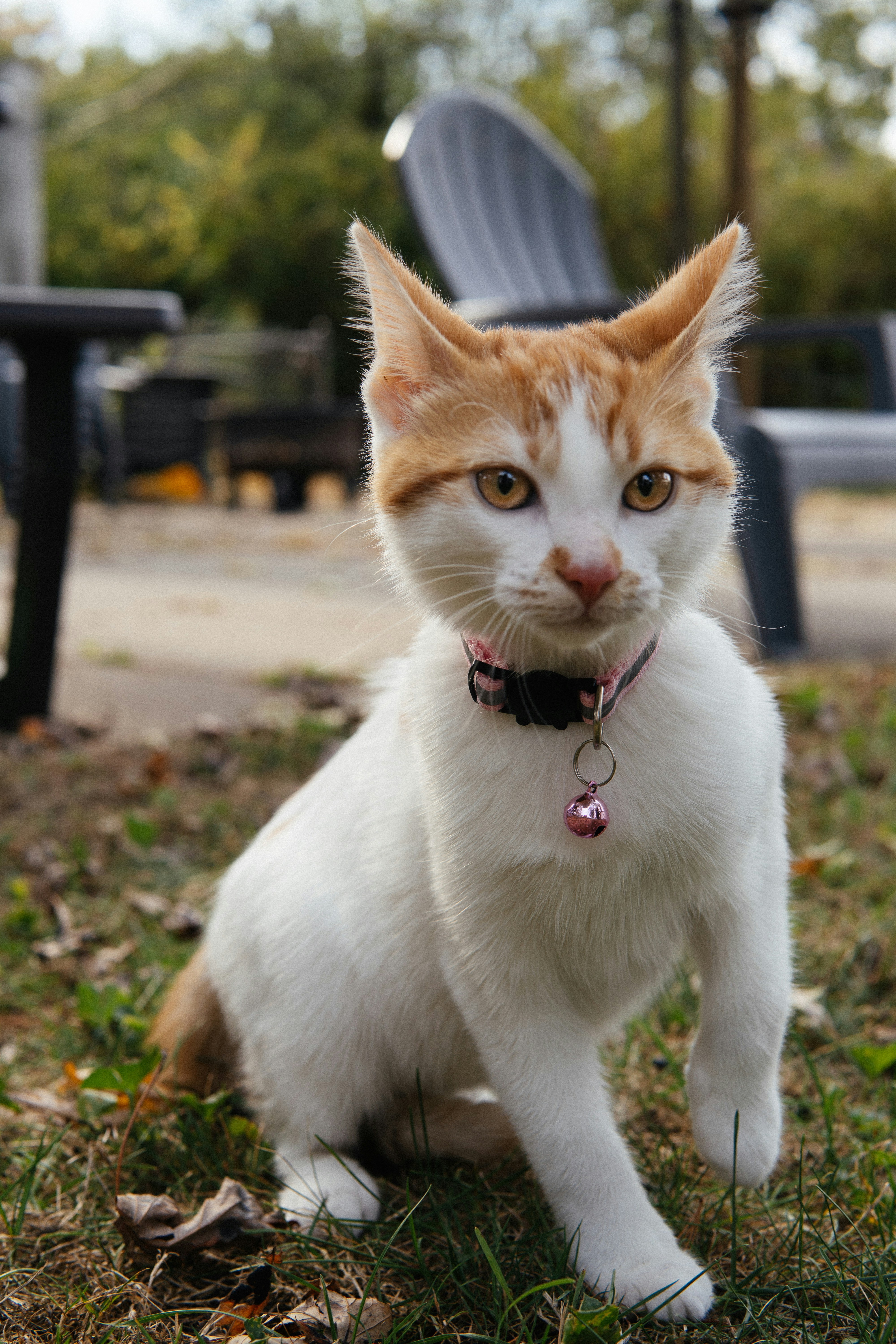 Curious Orange-Eared Kitten Under Outdoor Calm