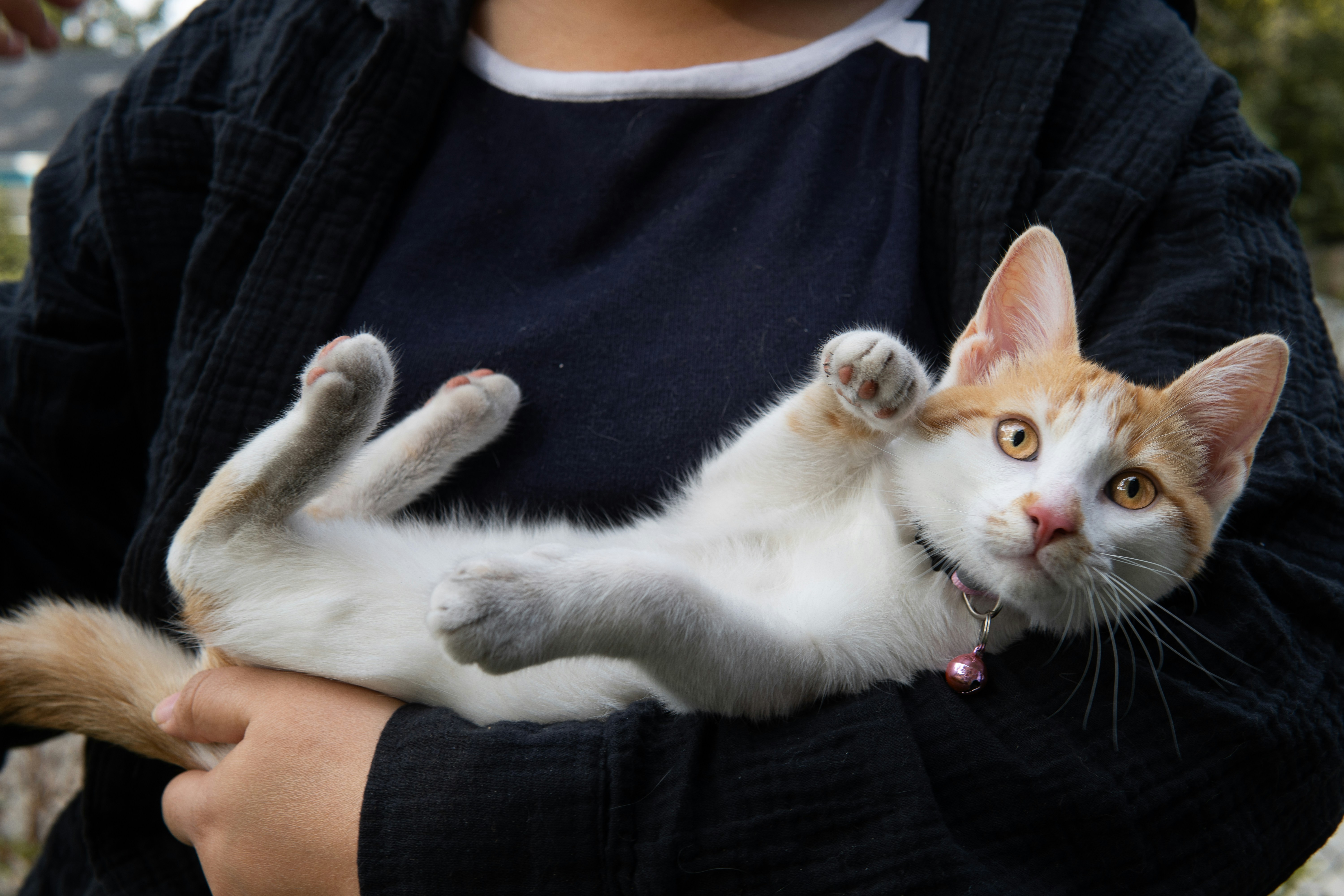 Curled Cat in Gentle Embrace: A Portrait of Affection