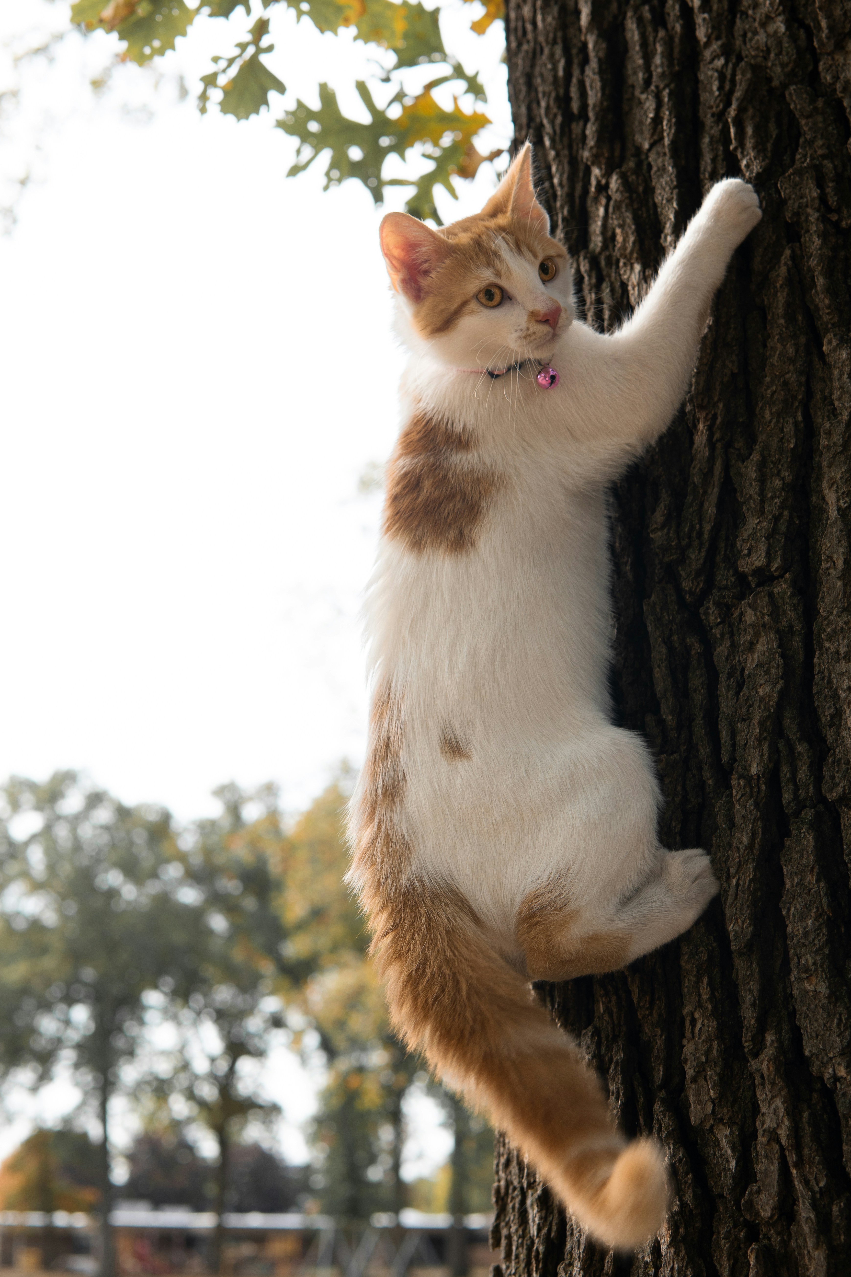 Climbing Confidence: A Cat's Cling to the Bark