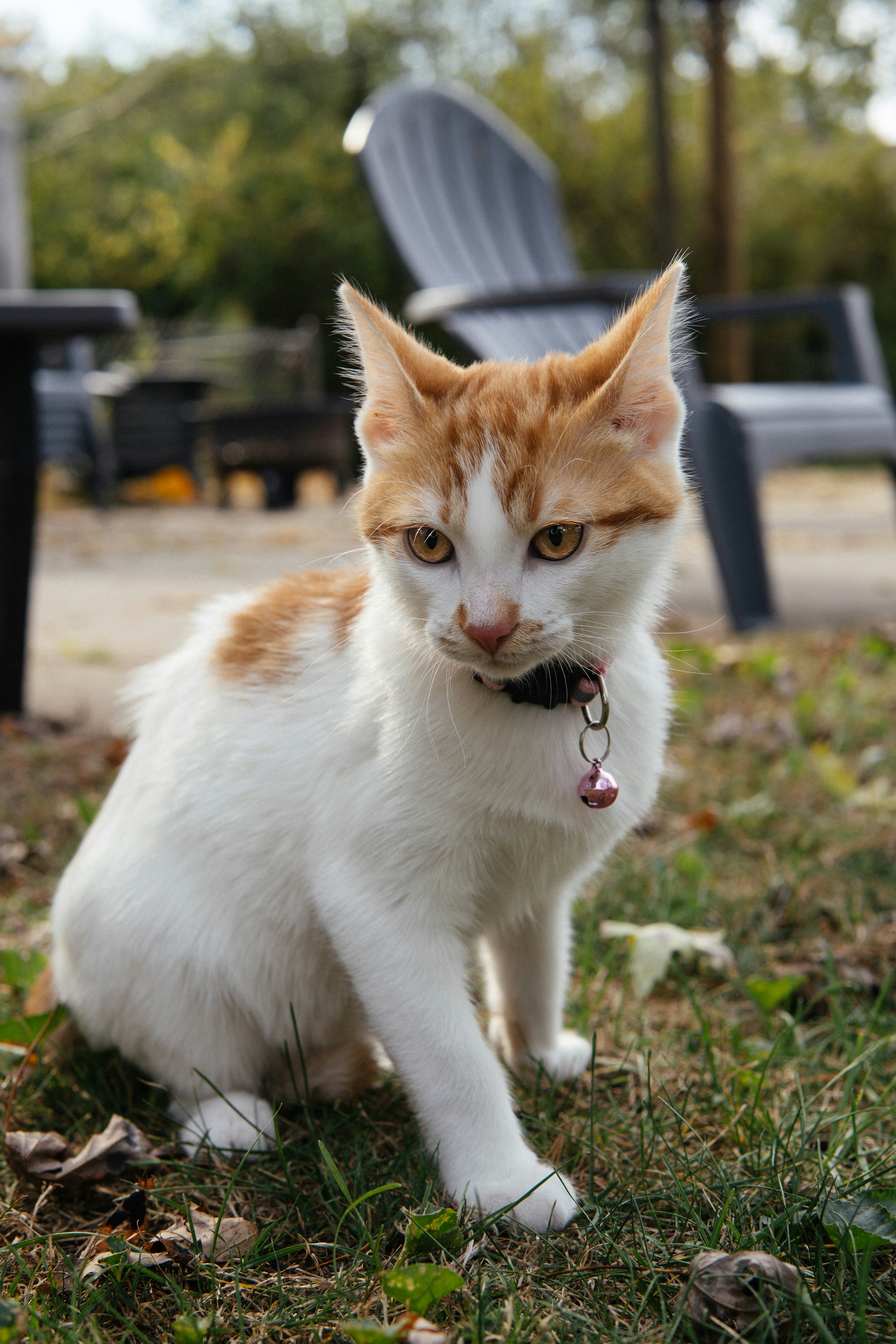Curious Orange Guard: A Kitten in the Backyard Spotlight