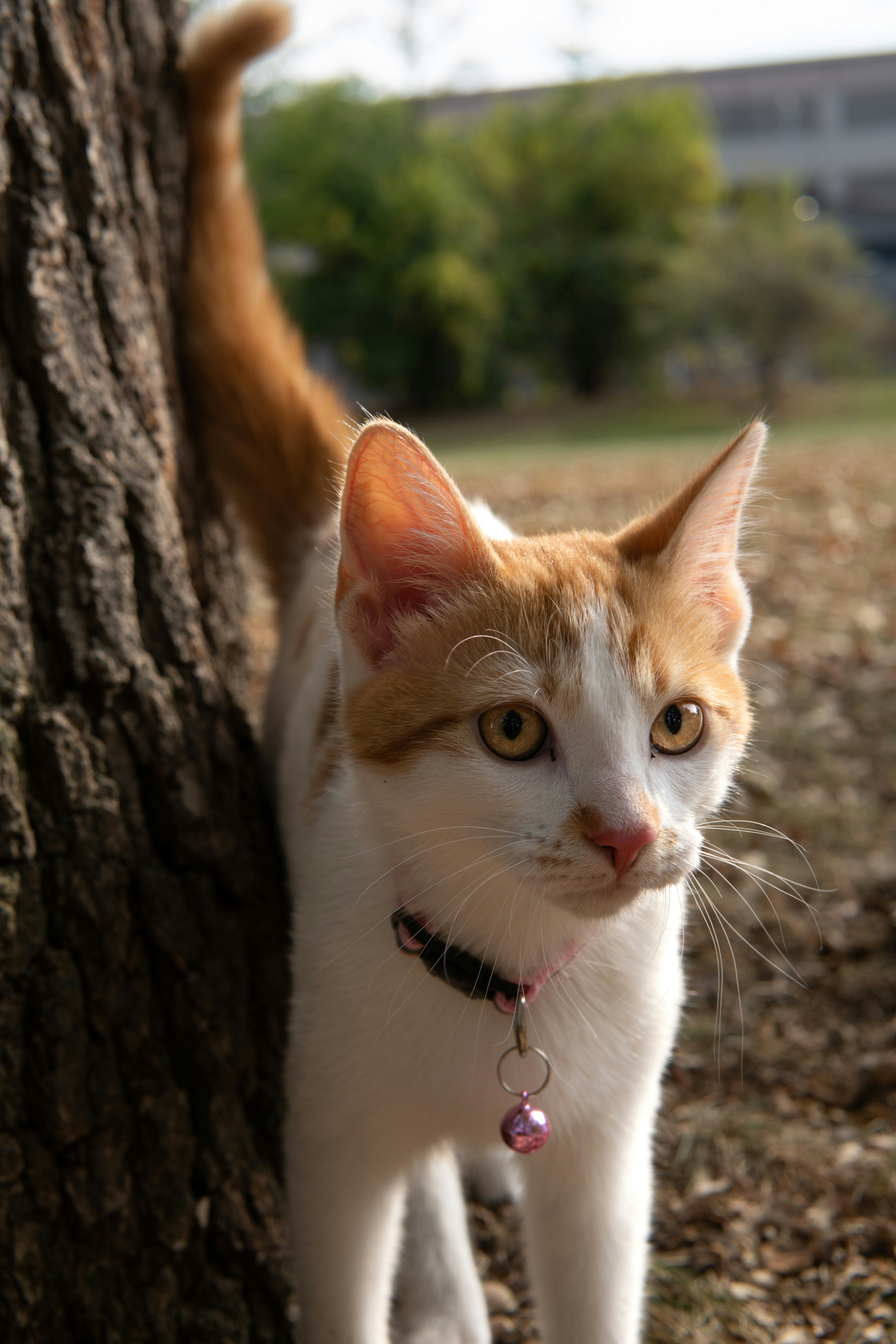 Cat at the Tree Trunk: Quiet Focus in Autumn Light