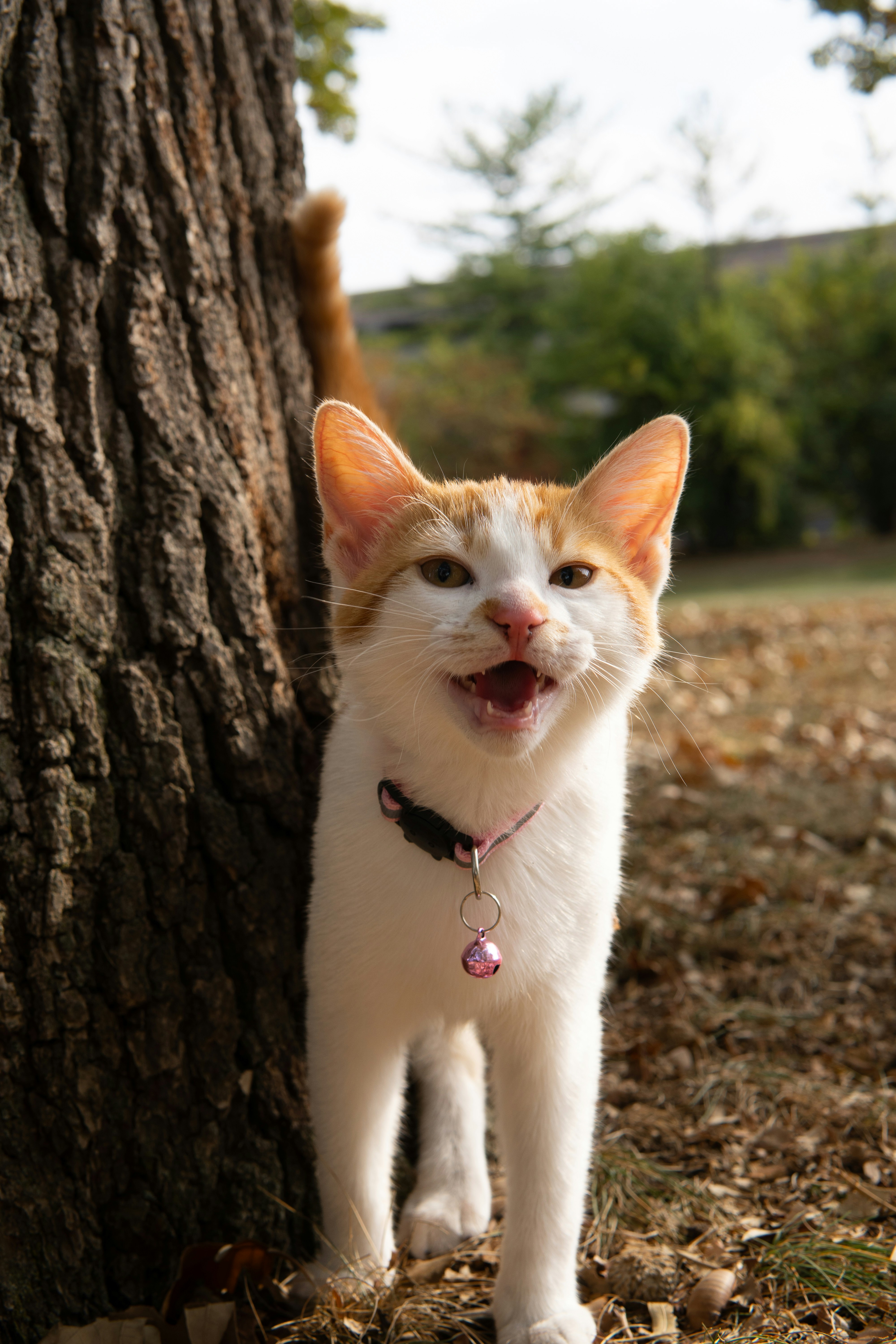 Playful Sable Purr by the Bark: Kitten Closer to the Tree