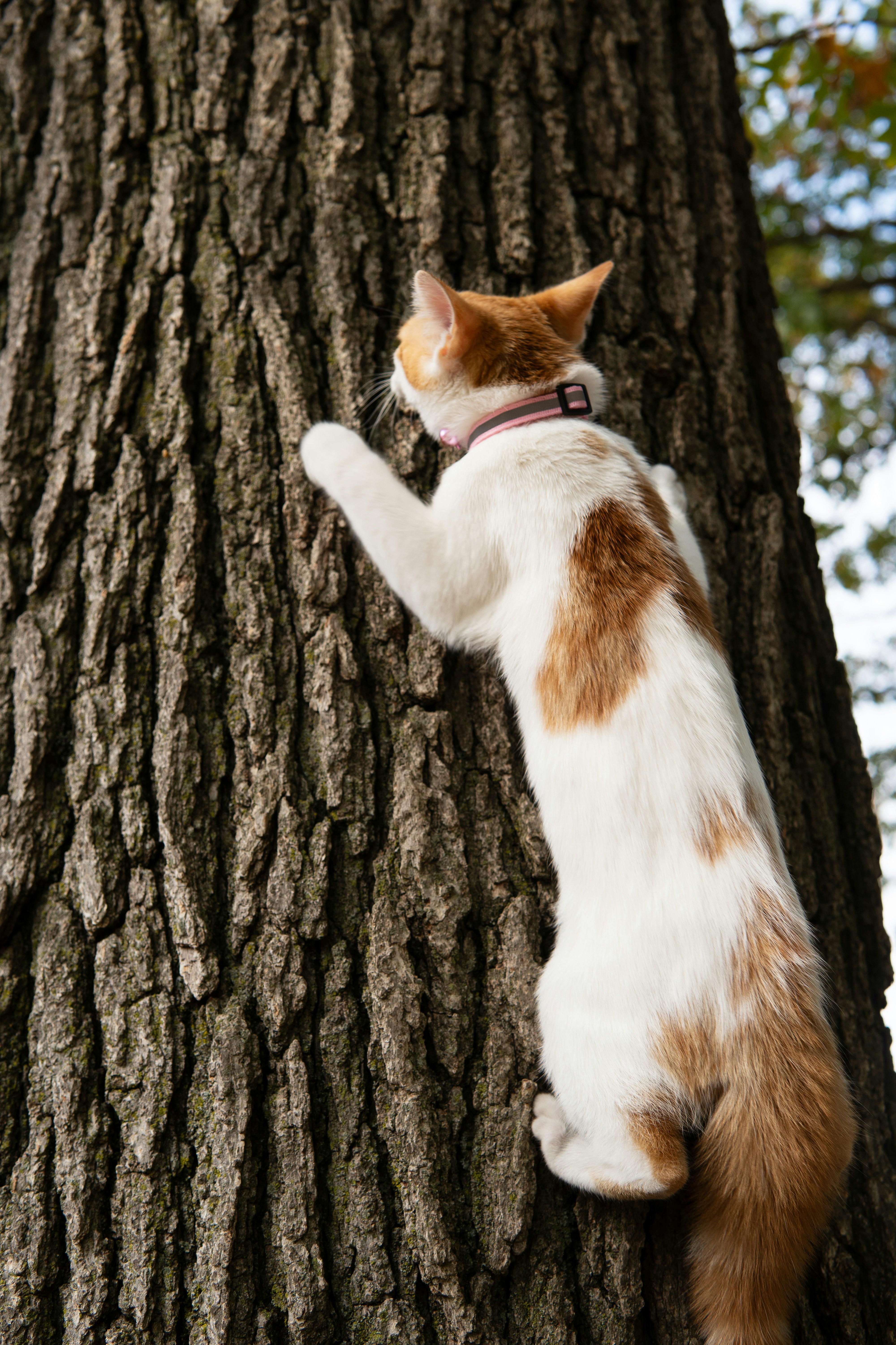 Climbing for Clarity: Cat Scales a Barky Trunk