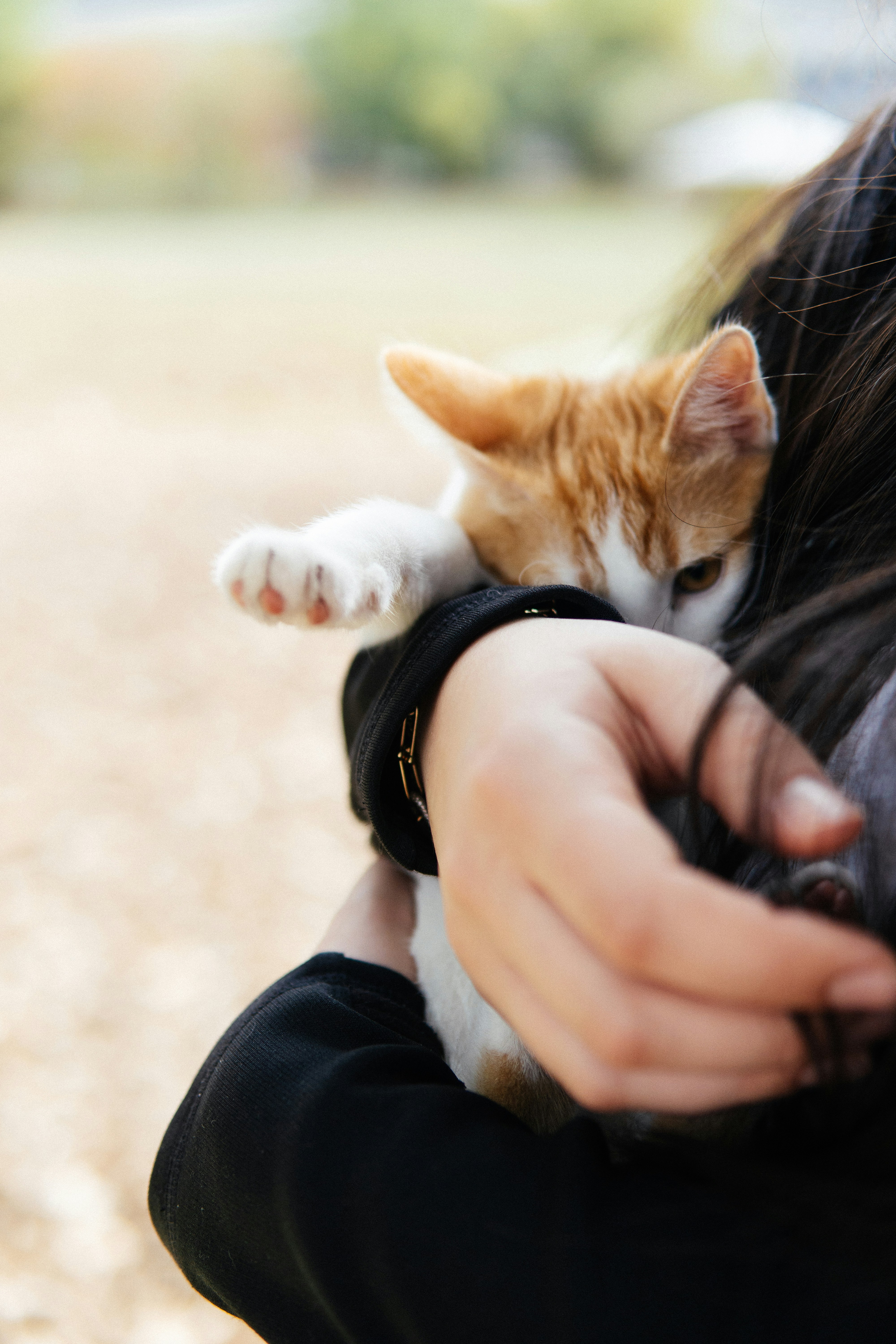 Cuddle Quest: Ginger Kitten Grasping for Warmth