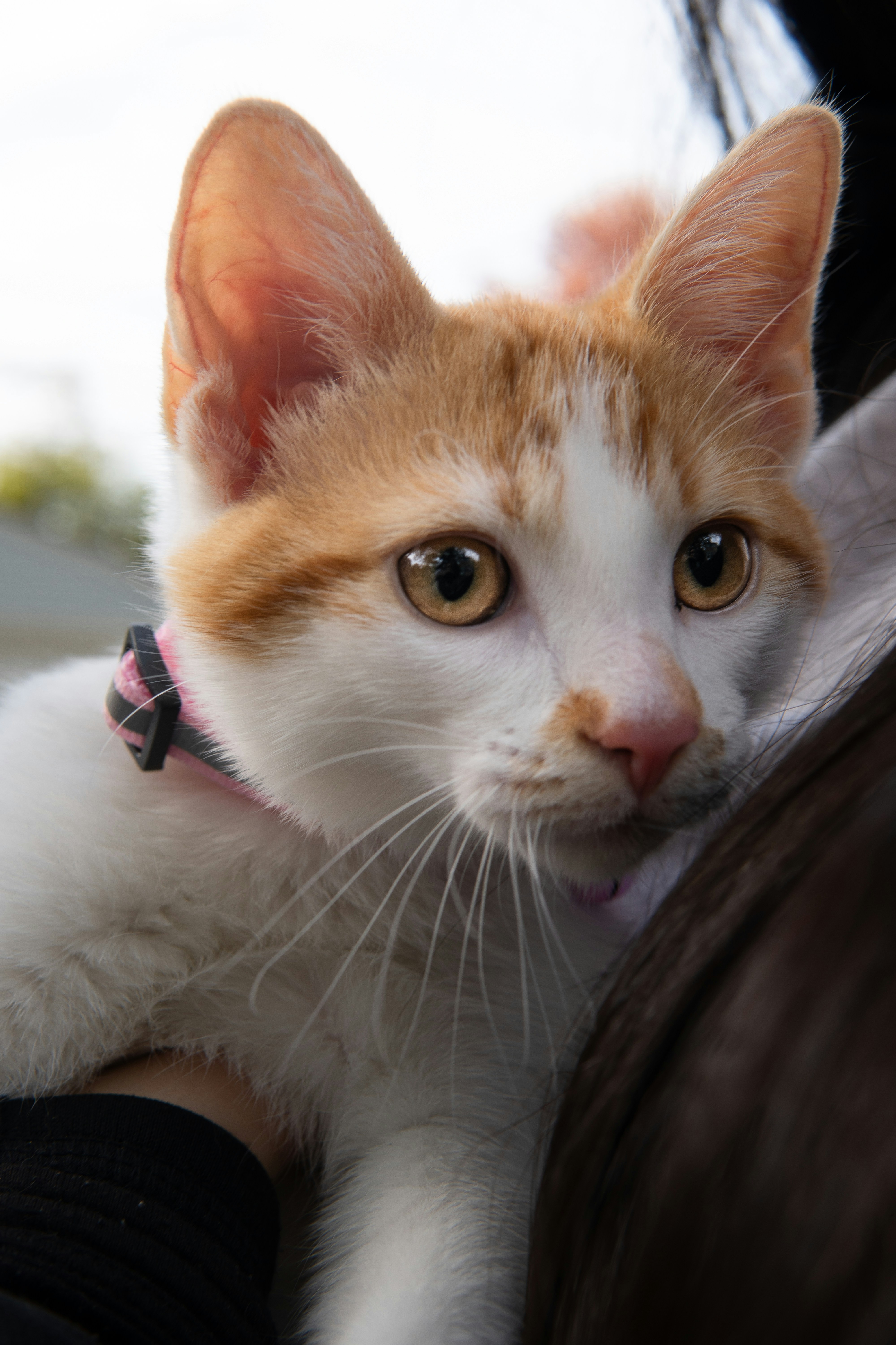 Soft-Chinned Gaze: A Curious Kitten in Close-Up