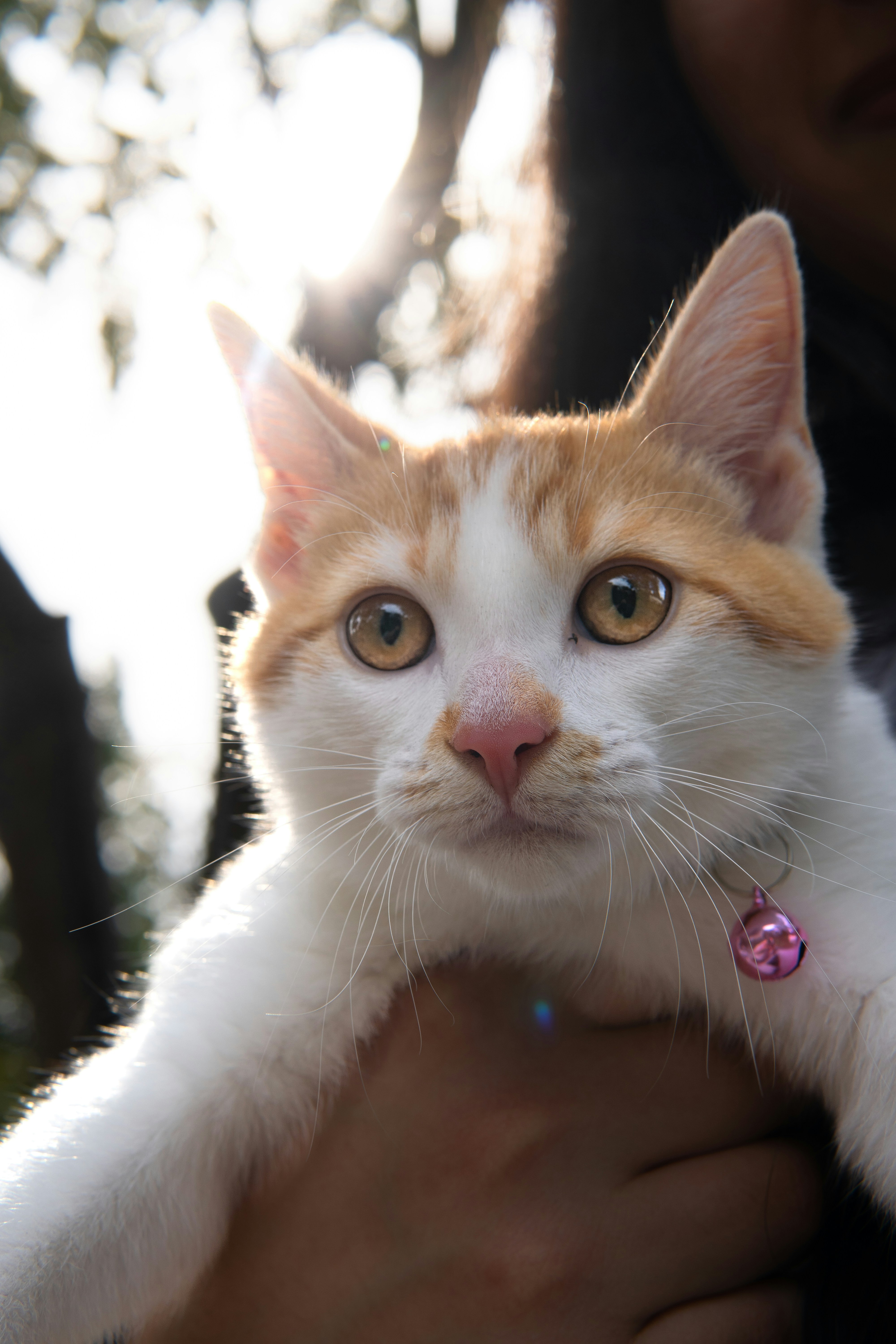 Eyes of Curious Orange and White Kitten in Soft Backlight