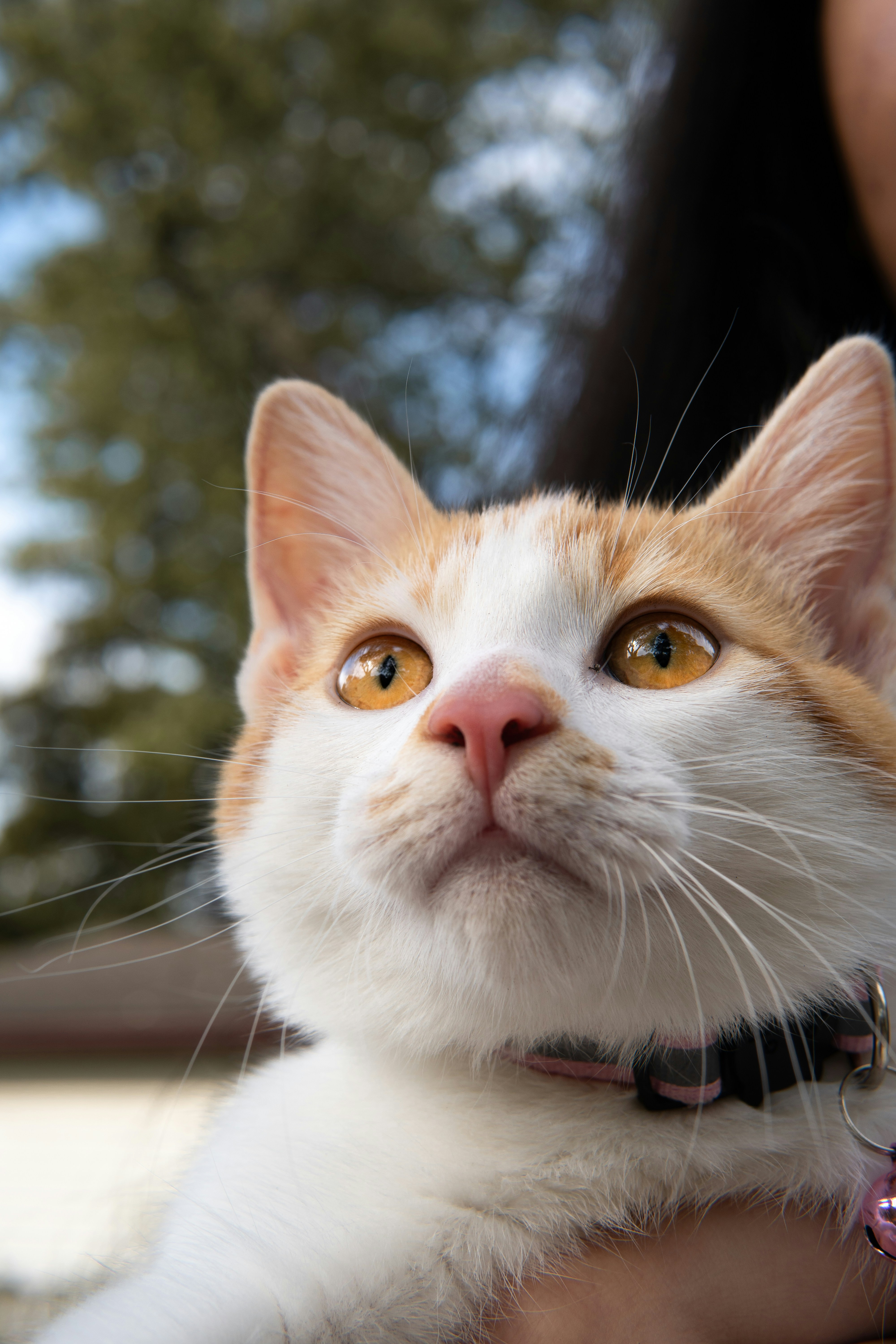Close-Up of a Curious Cat: Golden Gaze and Soft Fur
