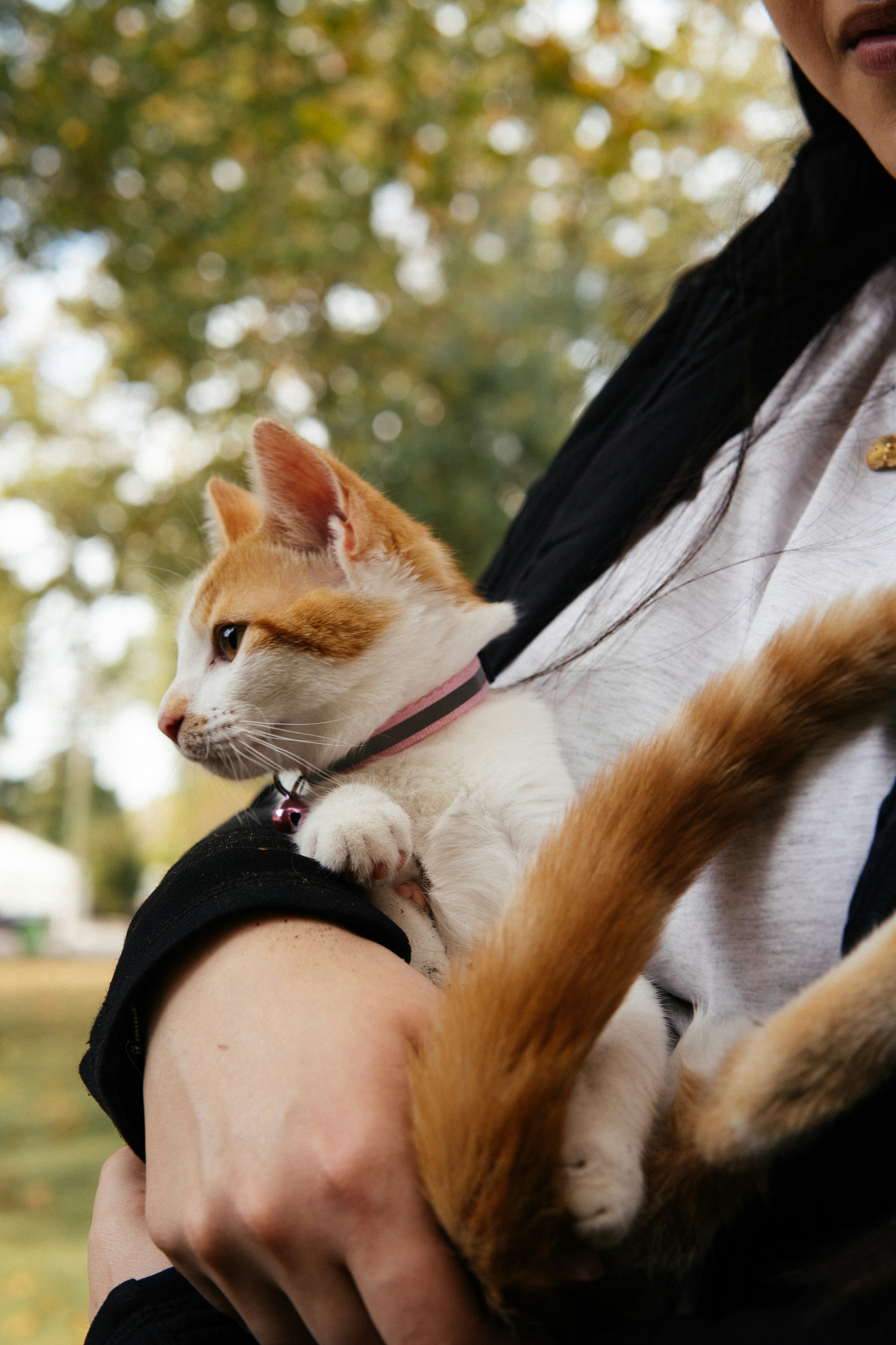 Whiskered Bound: A Cat Snug in Gentle Autumn Light