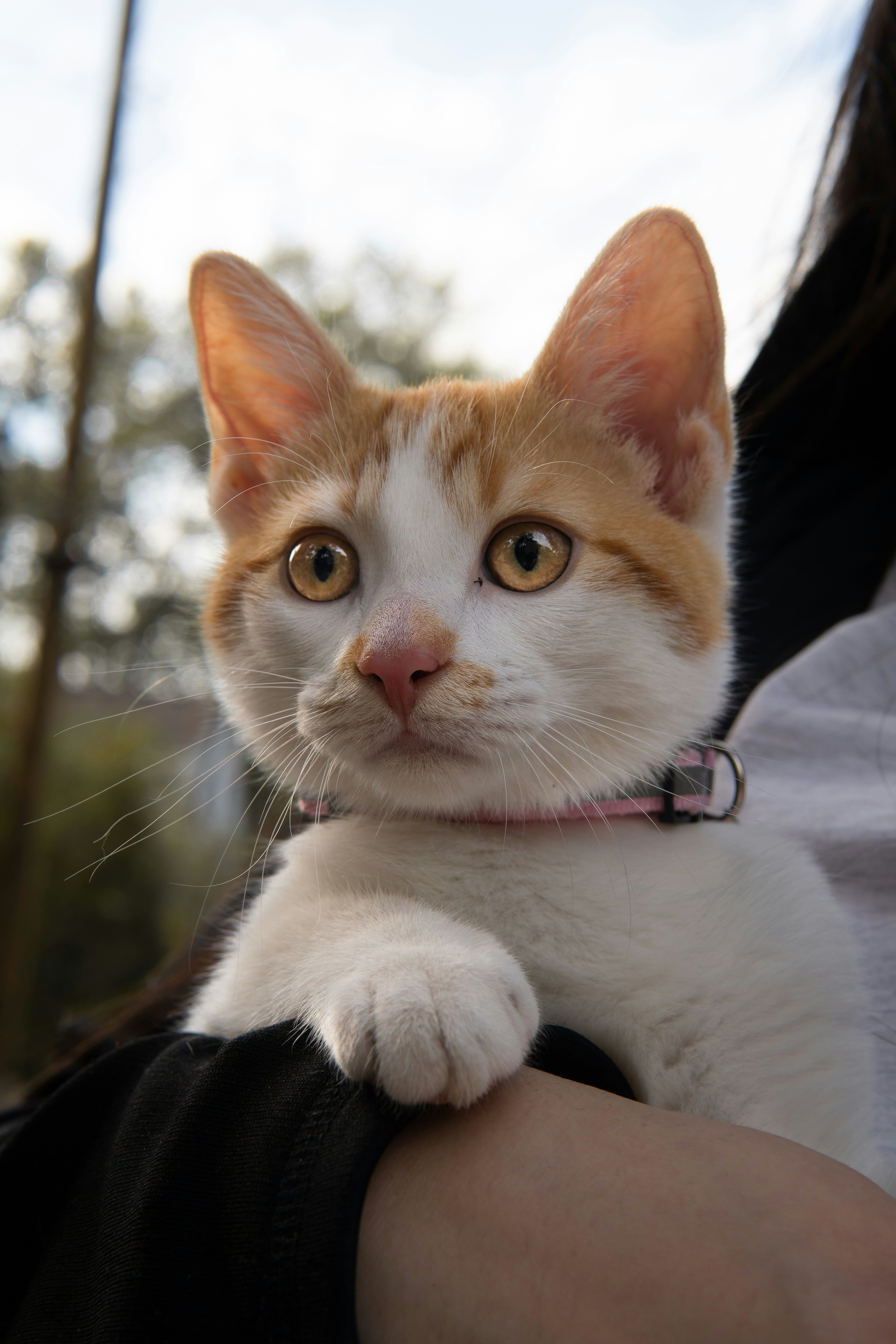 Curious Orange-Eared Cat Wrapped in a Gentle Hold