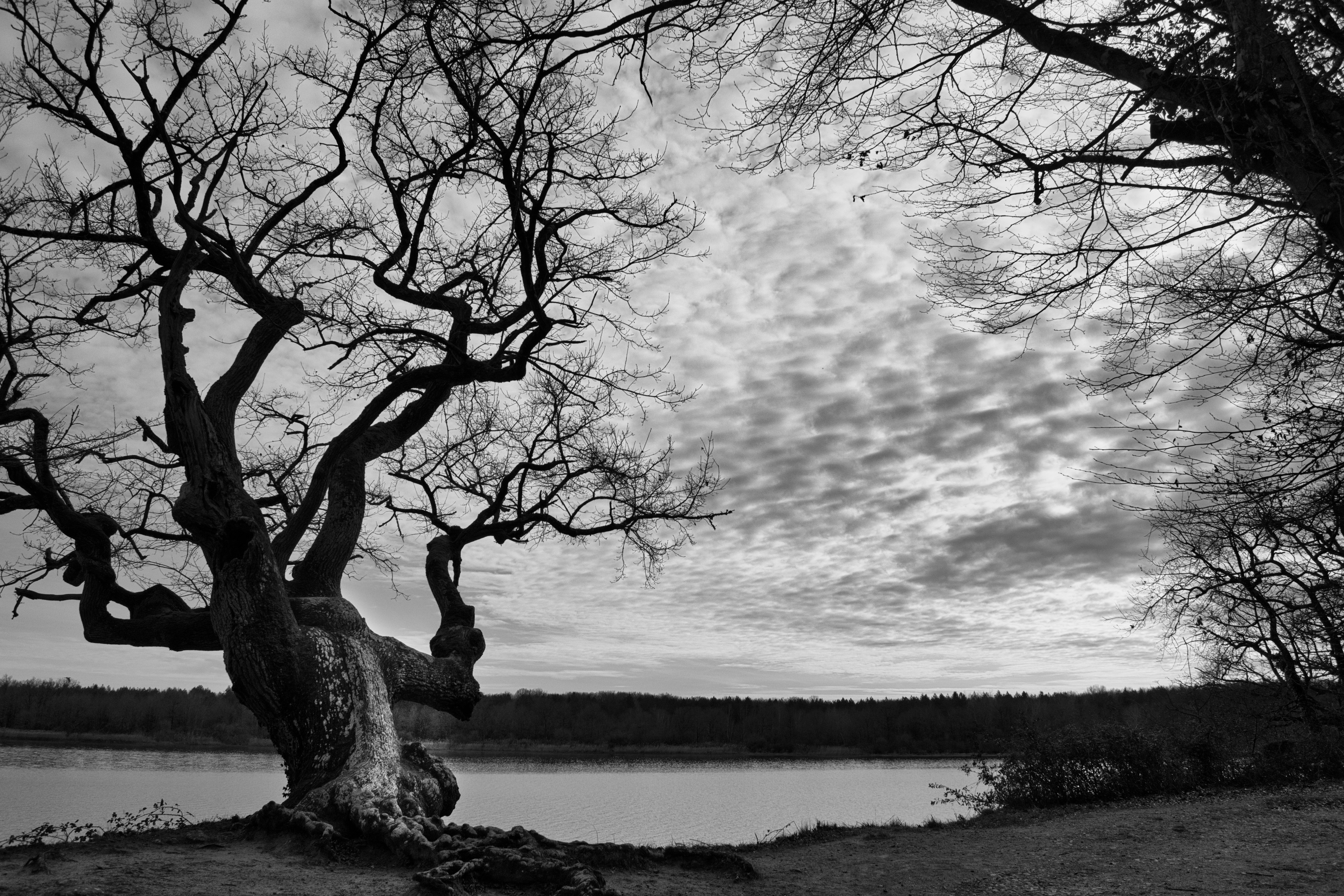 Ancient Willow by a Quiet Lake at Dusk
