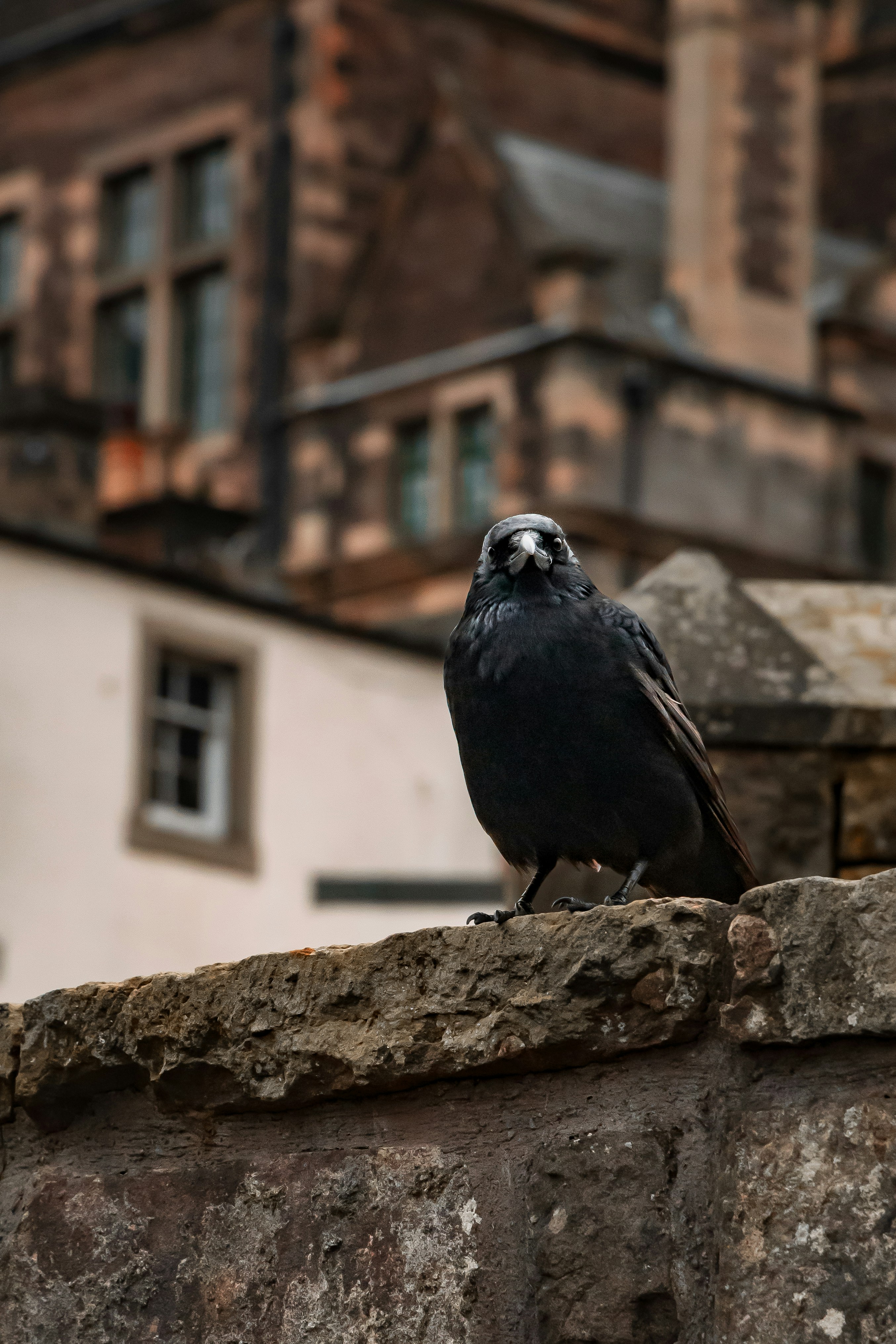 Raven on the Wall: A Quiet Gaze Beneath an Ancient Facade