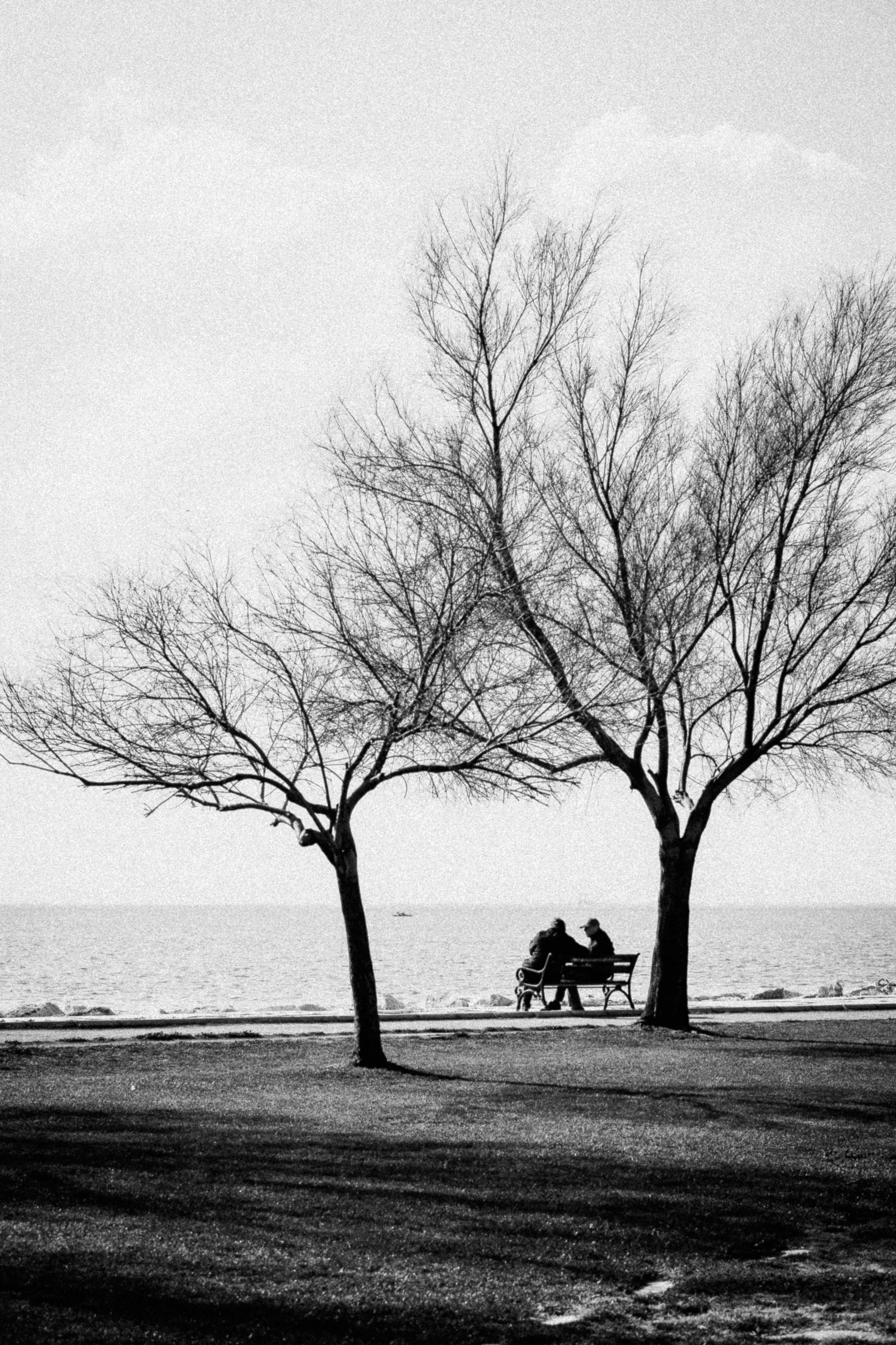 Two silhouettes under bare branches by the sea