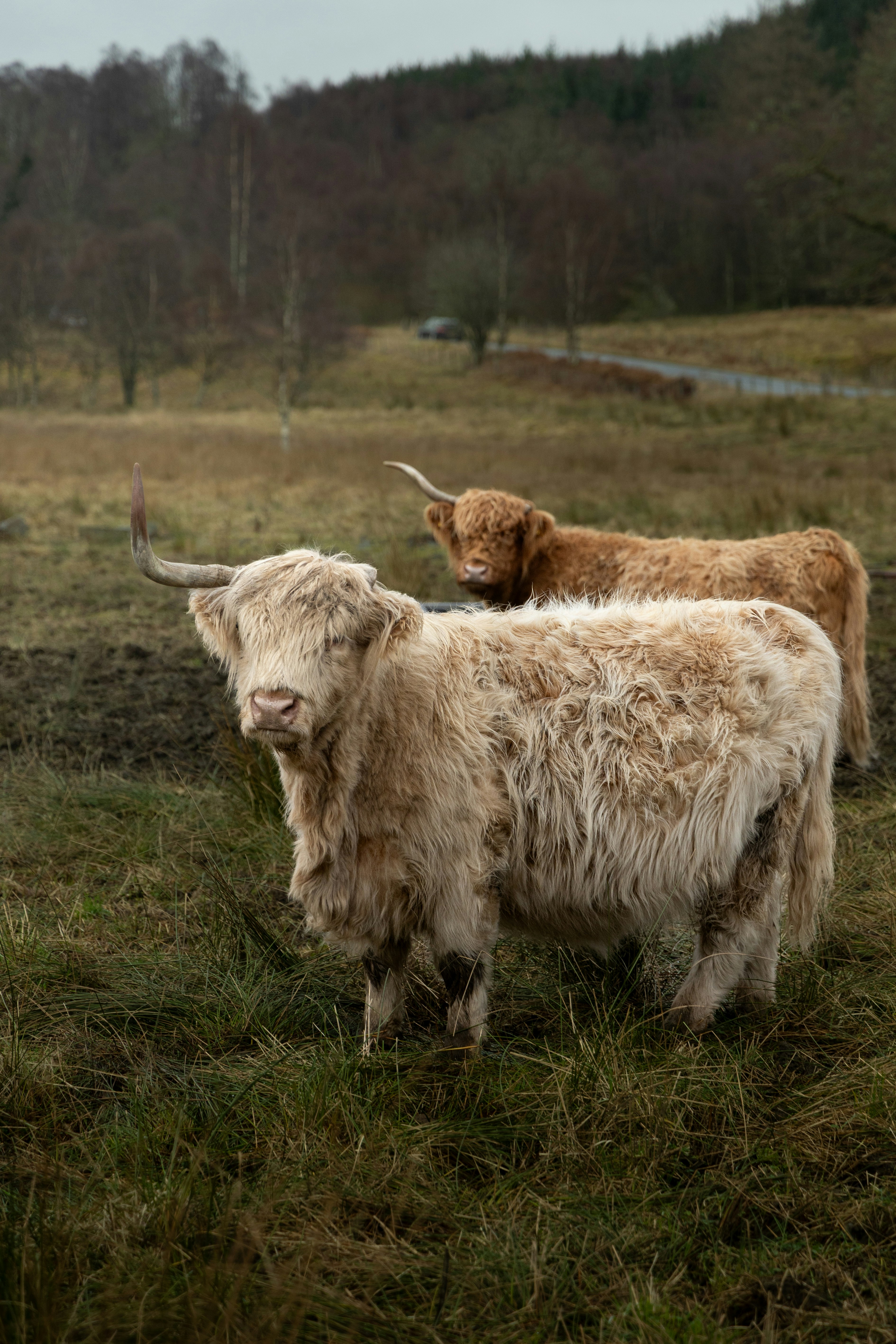 Two Highland cattle in a moorland field with a distant road