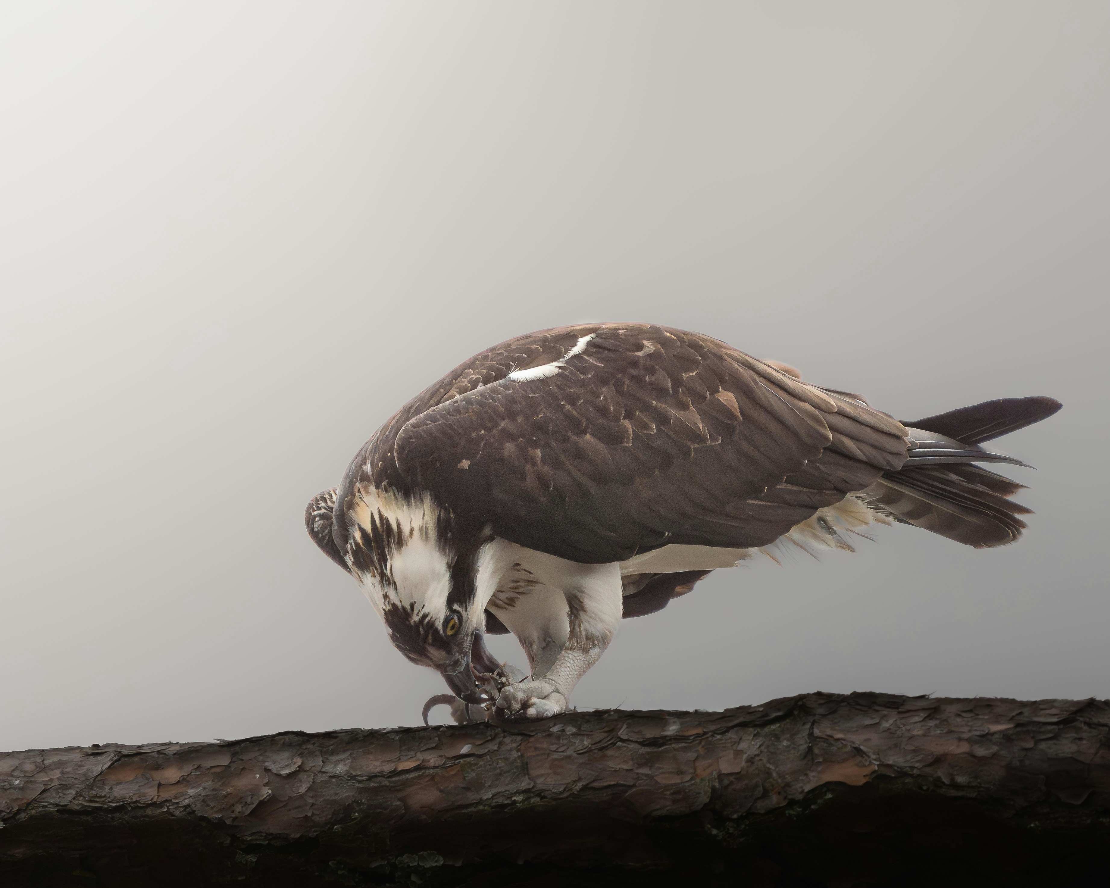 Stationary Hunter: Osprey Scan on a Rain-dark Log