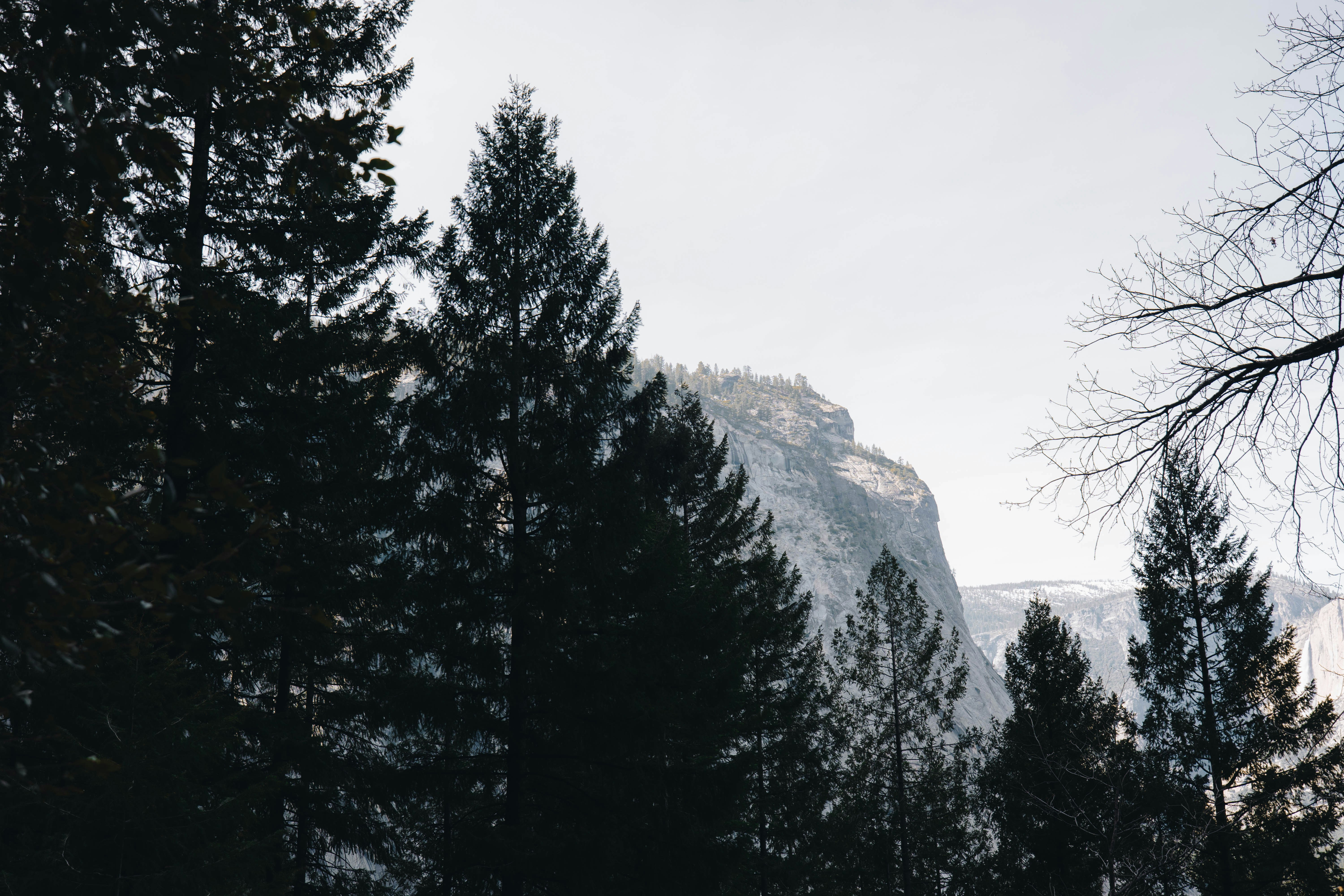 Snowy Peak Hidden Beyond Forest Veil
