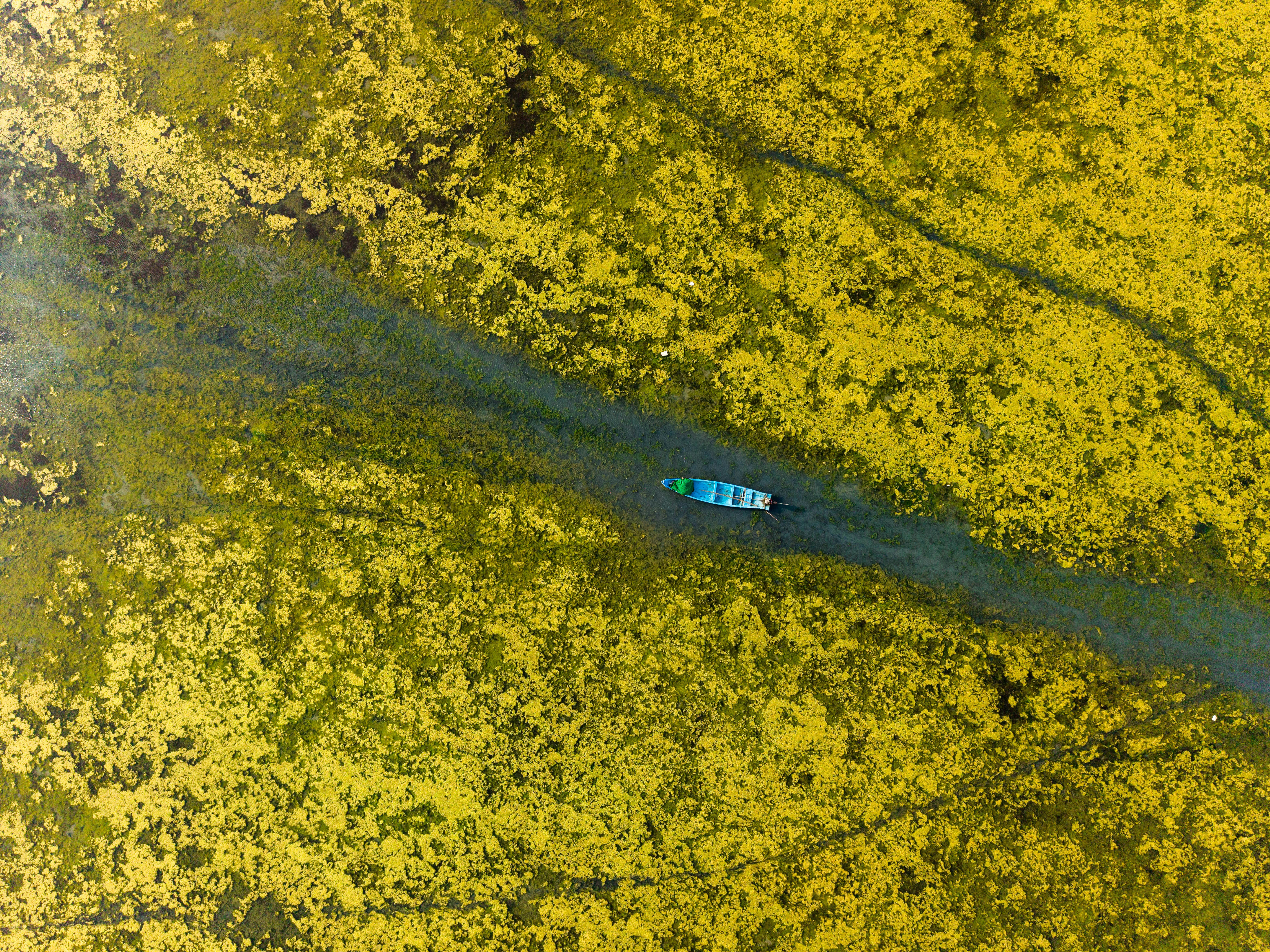 Blue Boat in a Golden Canopy: Aerial Quiet Through Autumn Waters